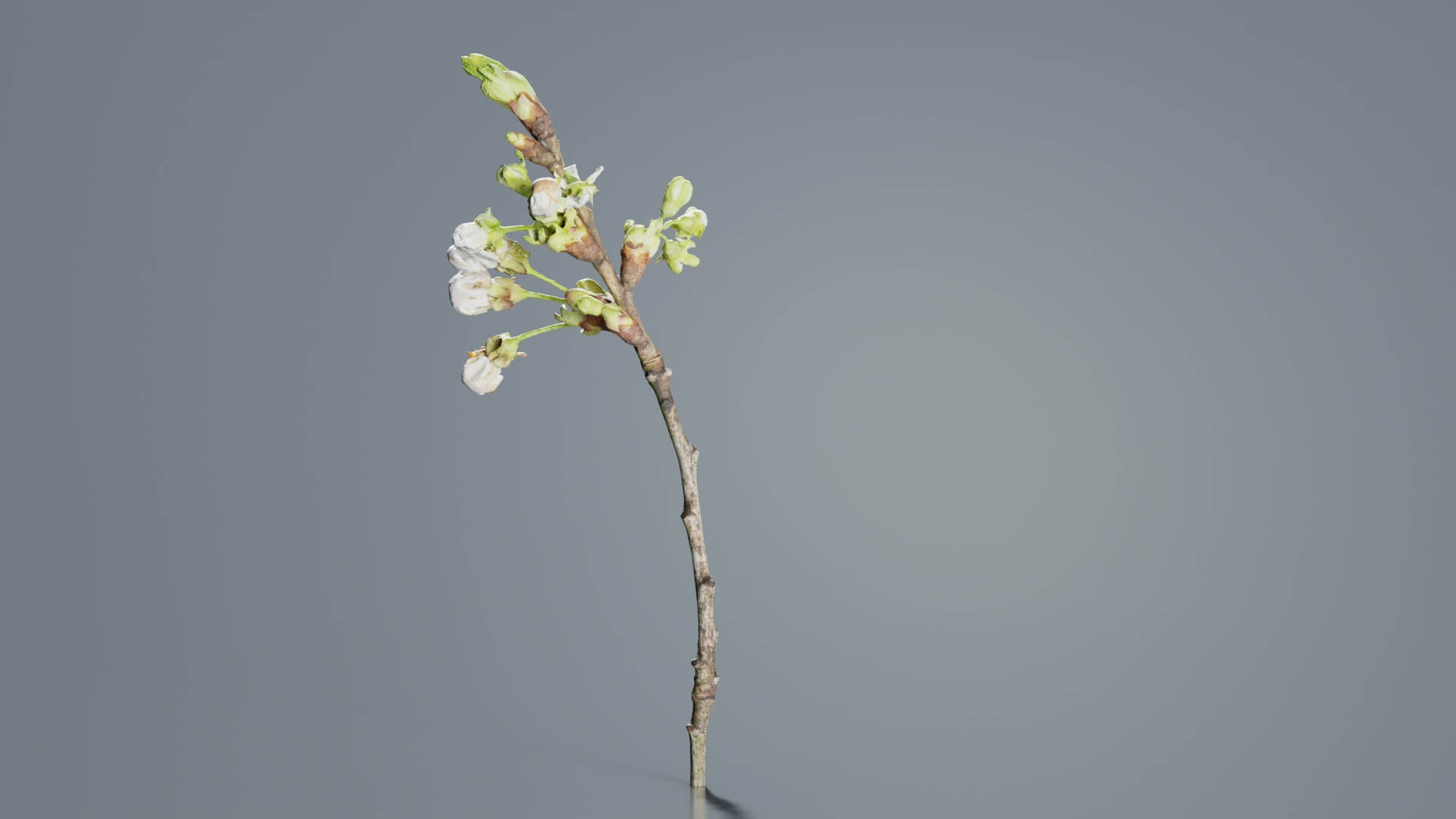Prunus Armeniaca Siberian Apricot Rosaceae Sprout - 3D Model by ...