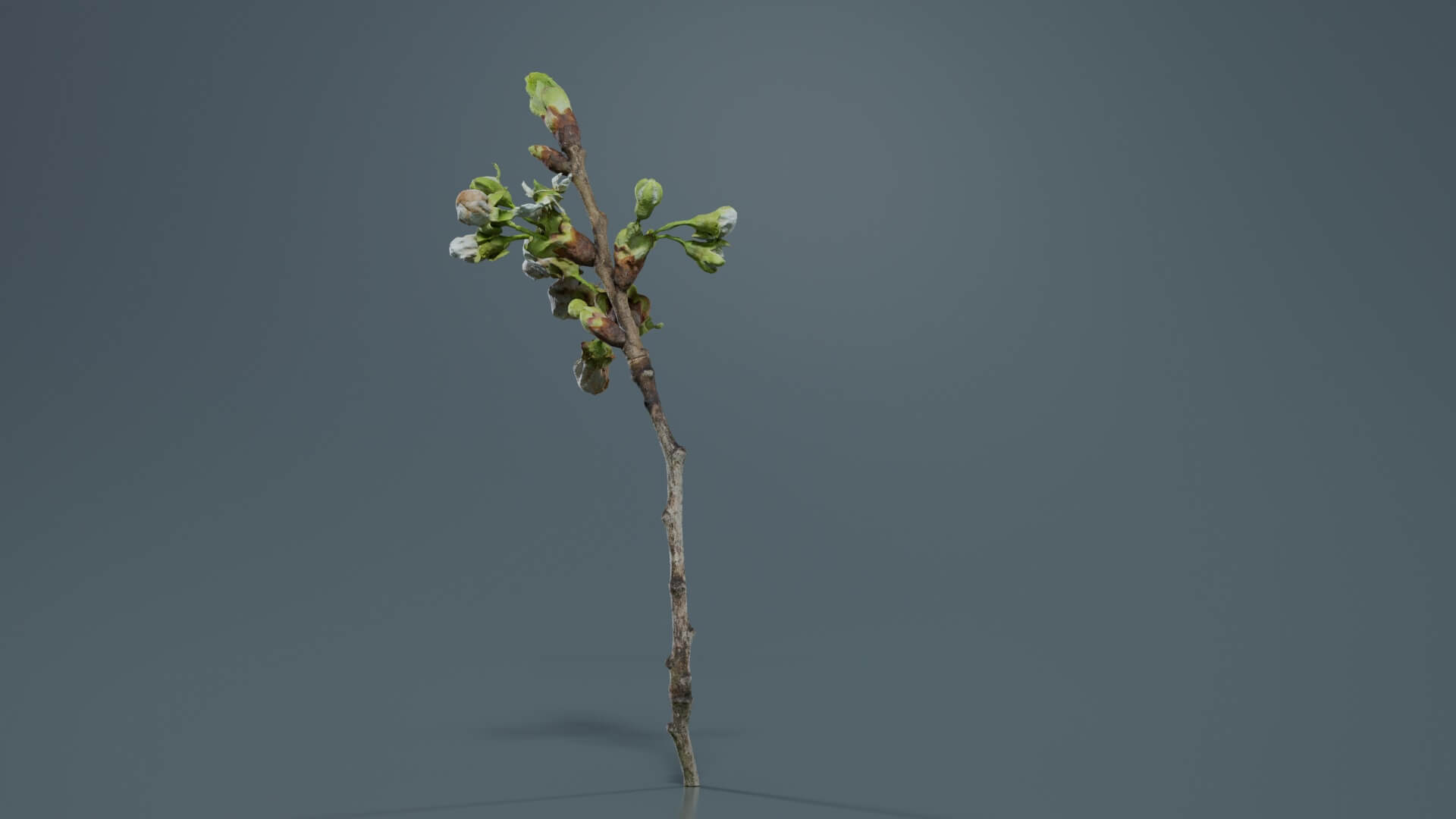 Prunus Armeniaca Siberian Apricot Rosaceae Sprout - 3D Model by ...