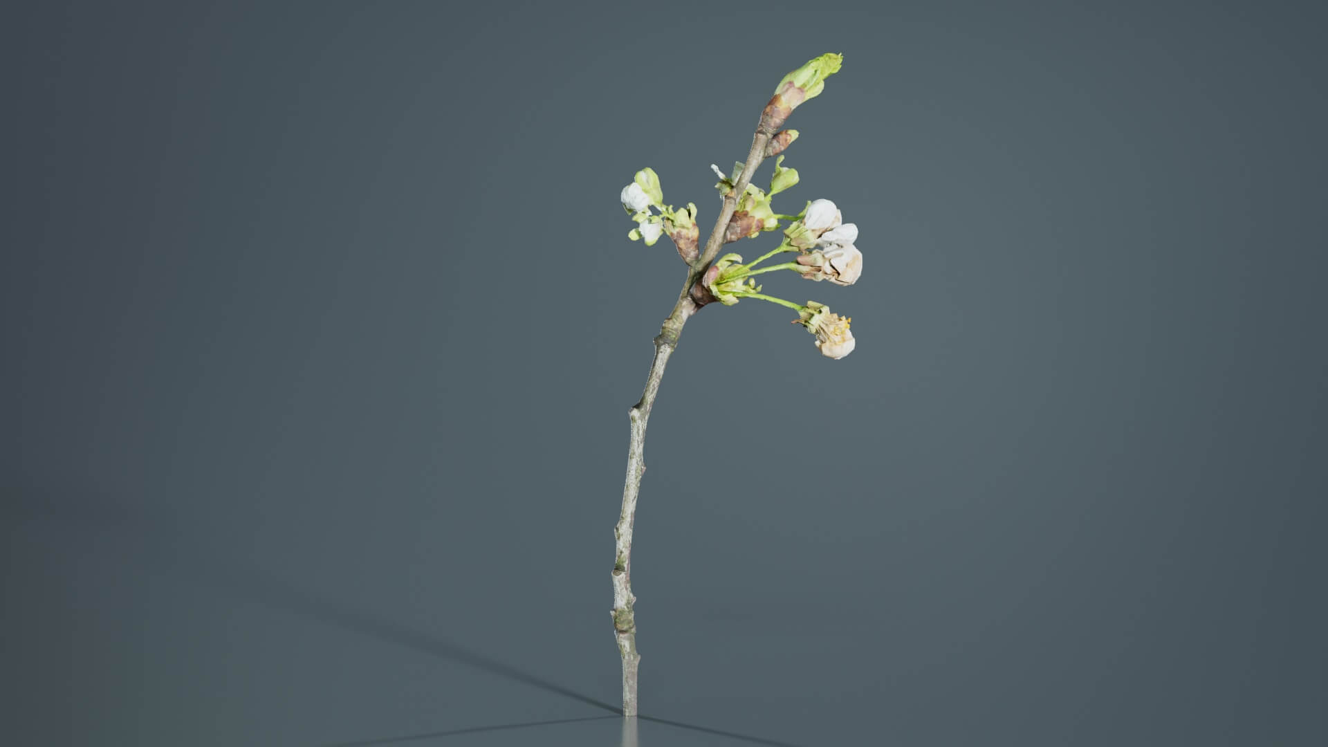 Prunus Armeniaca Siberian Apricot Rosaceae Sprout - 3D Model by ...
