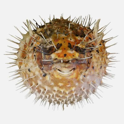 Pufferfish Porcupinefish Diodontidae - 3D Model by Polygonal Miniatures