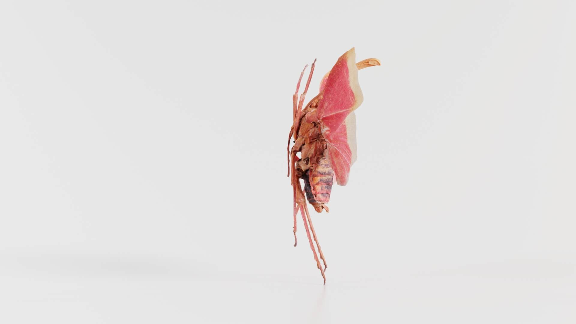 Pyrops Hamdjahi Peleng - 3D Model by Polygonal Miniatures