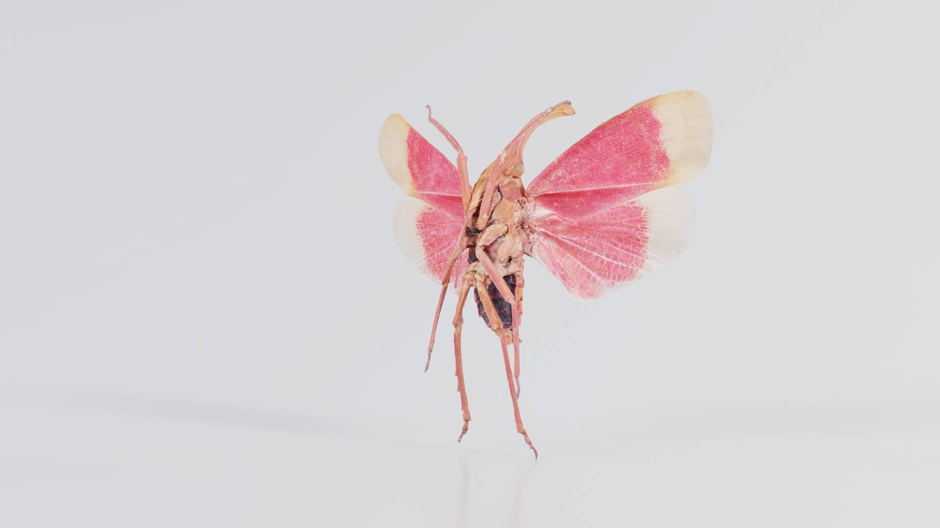 Pyrops Hamdjahi Peleng - 3D Model by Polygonal Miniatures