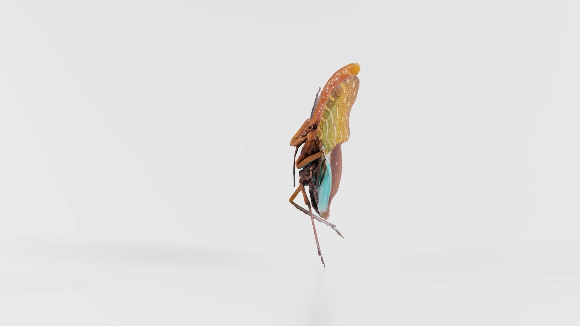 Pyrops Pyrorgyncha Borneo - 3D Model by Polygonal Miniatures