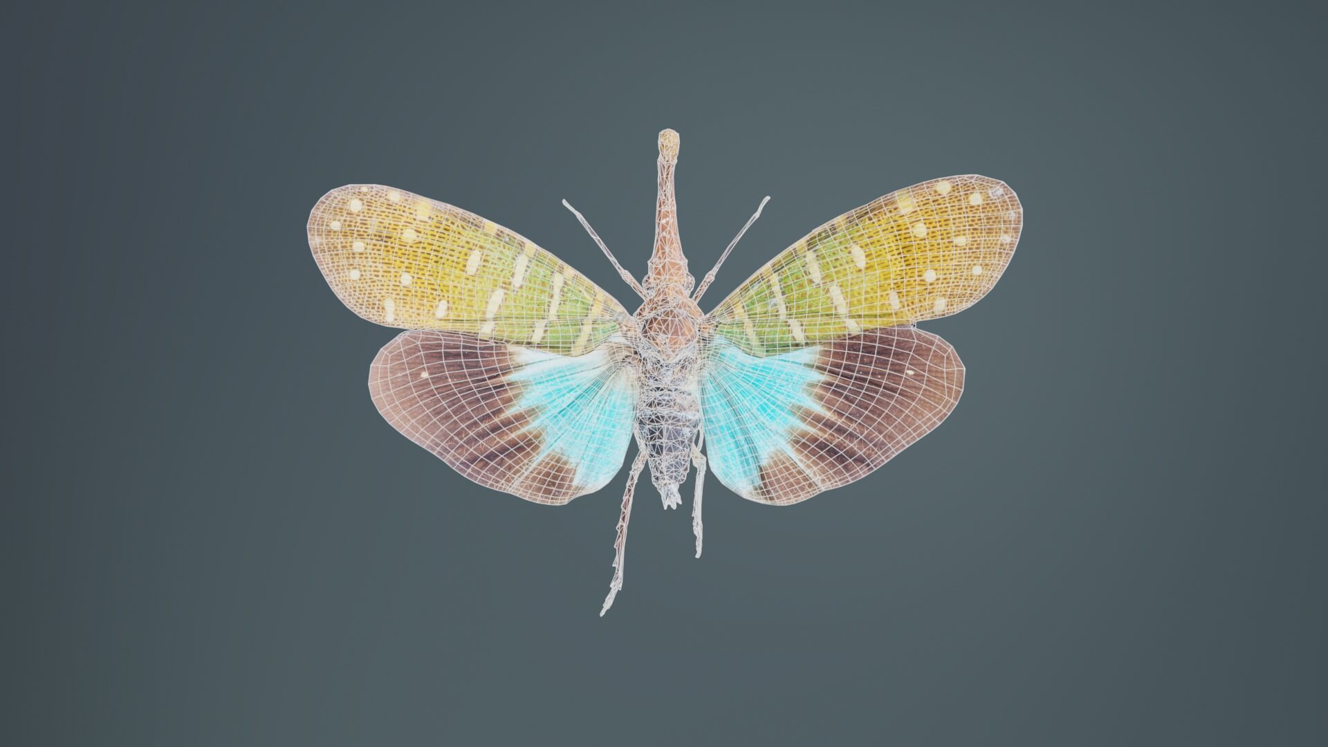 Pyrops Pyrorgyncha Borneo - 3D Model by Polygonal Miniatures