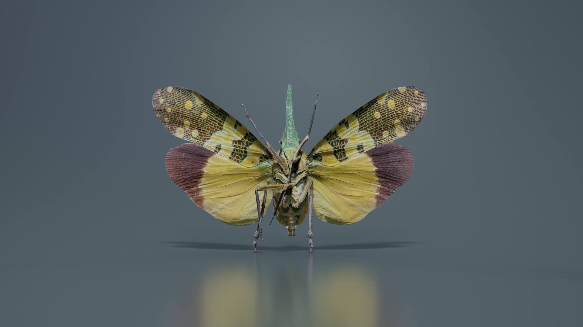 Pyrops Spinolae Cambodia - 3D Model by Polygonal Miniatures