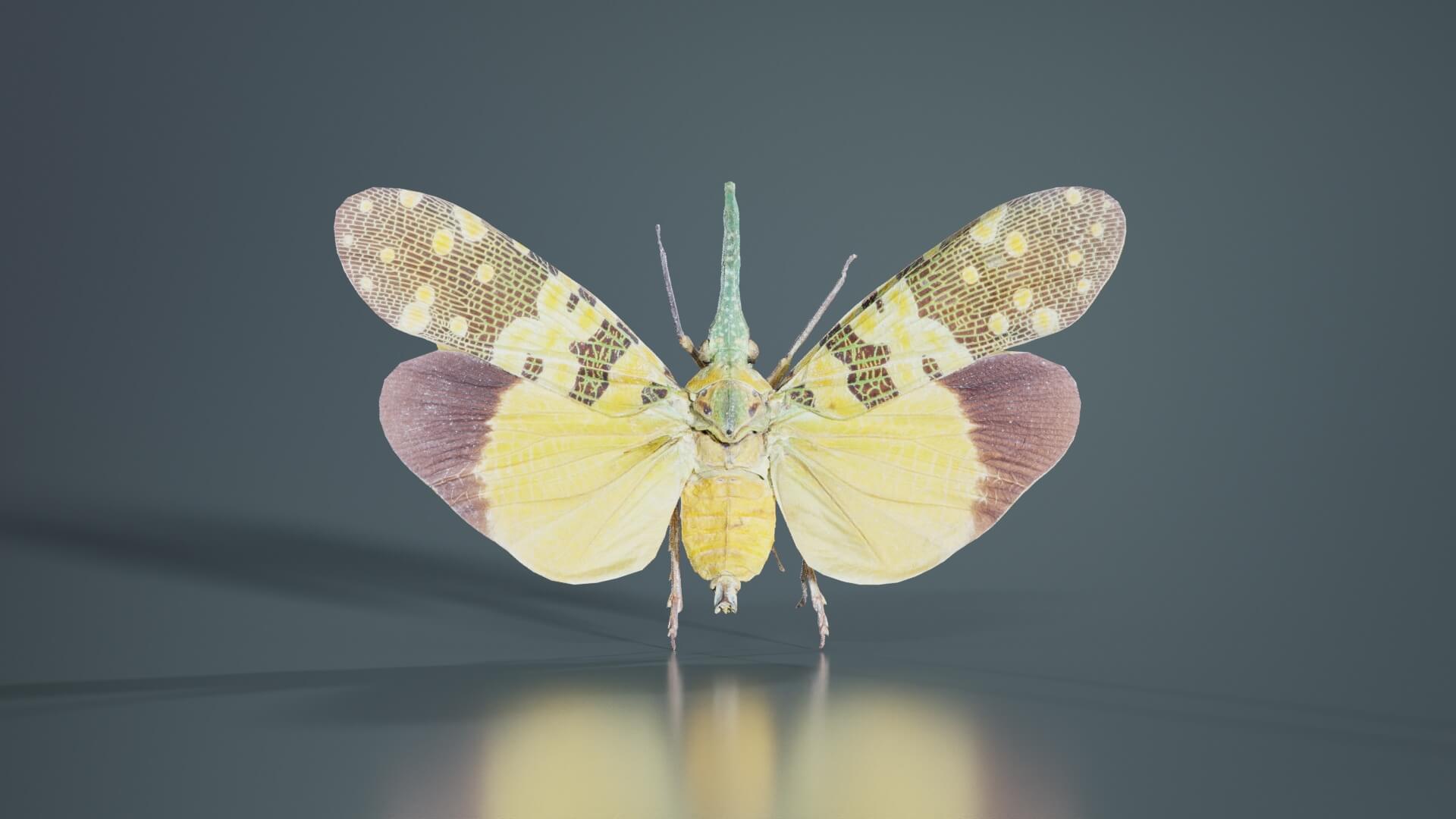 Pyrops Spinolae Cambodia - 3D Model by Polygonal Miniatures