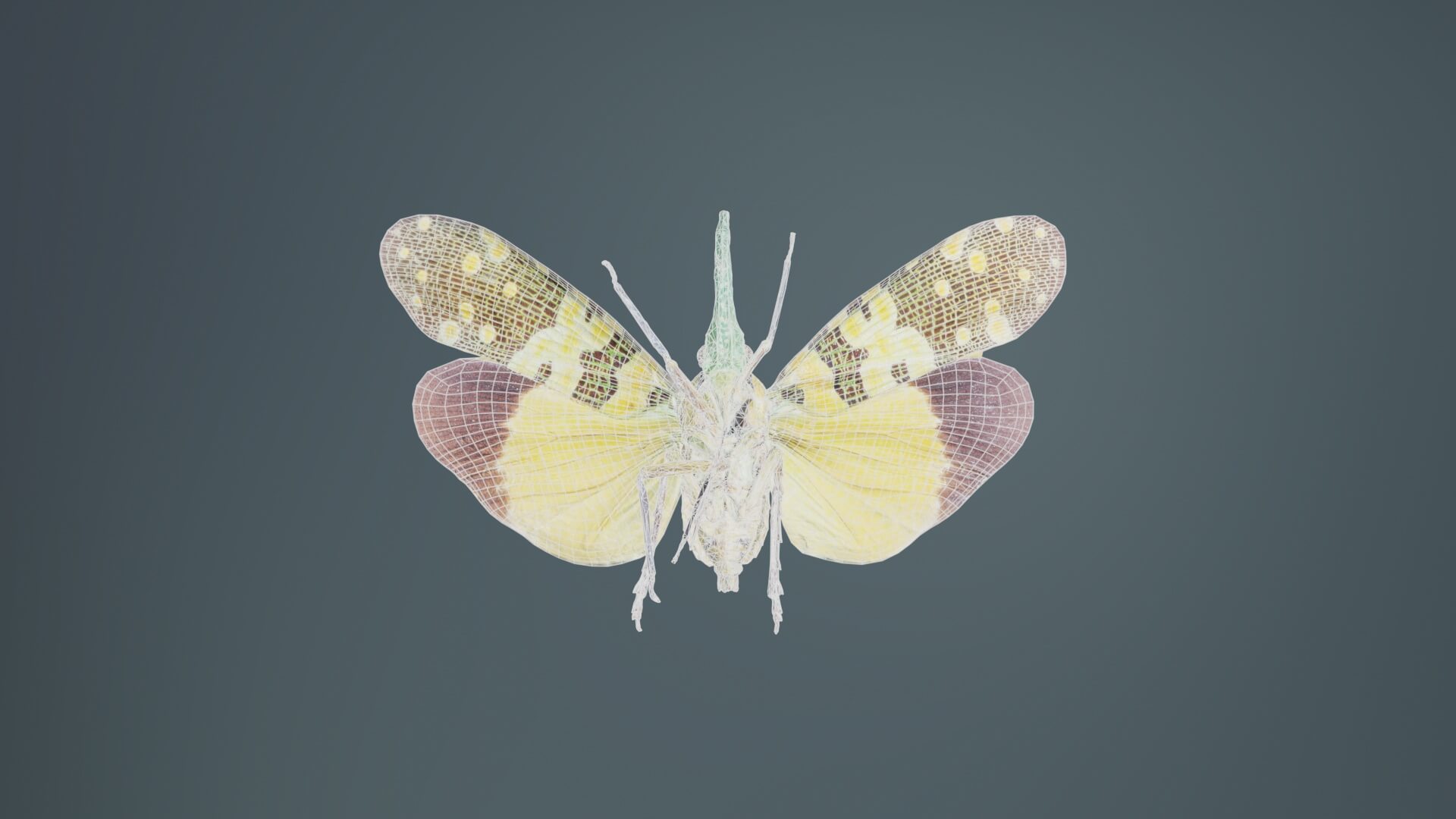 Pyrops Spinolae Cambodia - 3D Model by Polygonal Miniatures