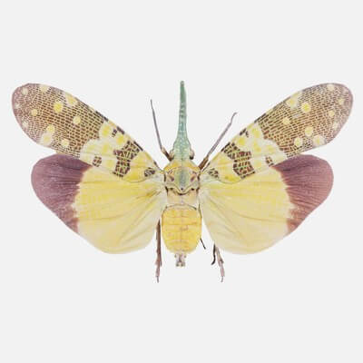 Pyrops Spinolae Cambodia - 3D Model by Polygonal Miniatures