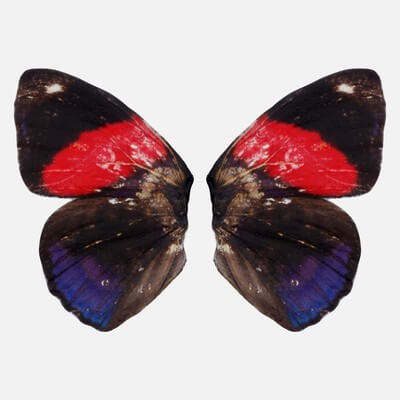 Red Lacewing Cethosia Cyane - 3D Model by Polygonal Miniatures