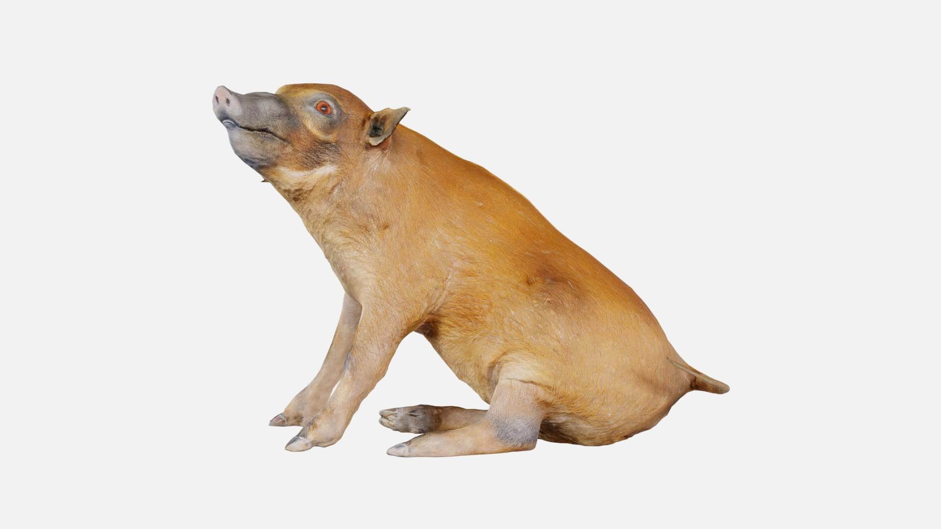 Red River Hog Pig Potamochoerus Porcus - 3D Model by Polygonal Miniatures