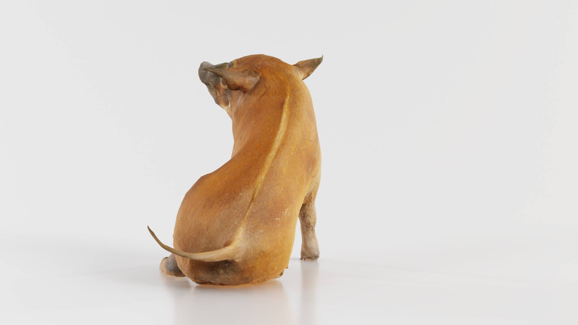 Red River Hog Pig Potamochoerus Porcus - 3D Model by Polygonal Miniatures