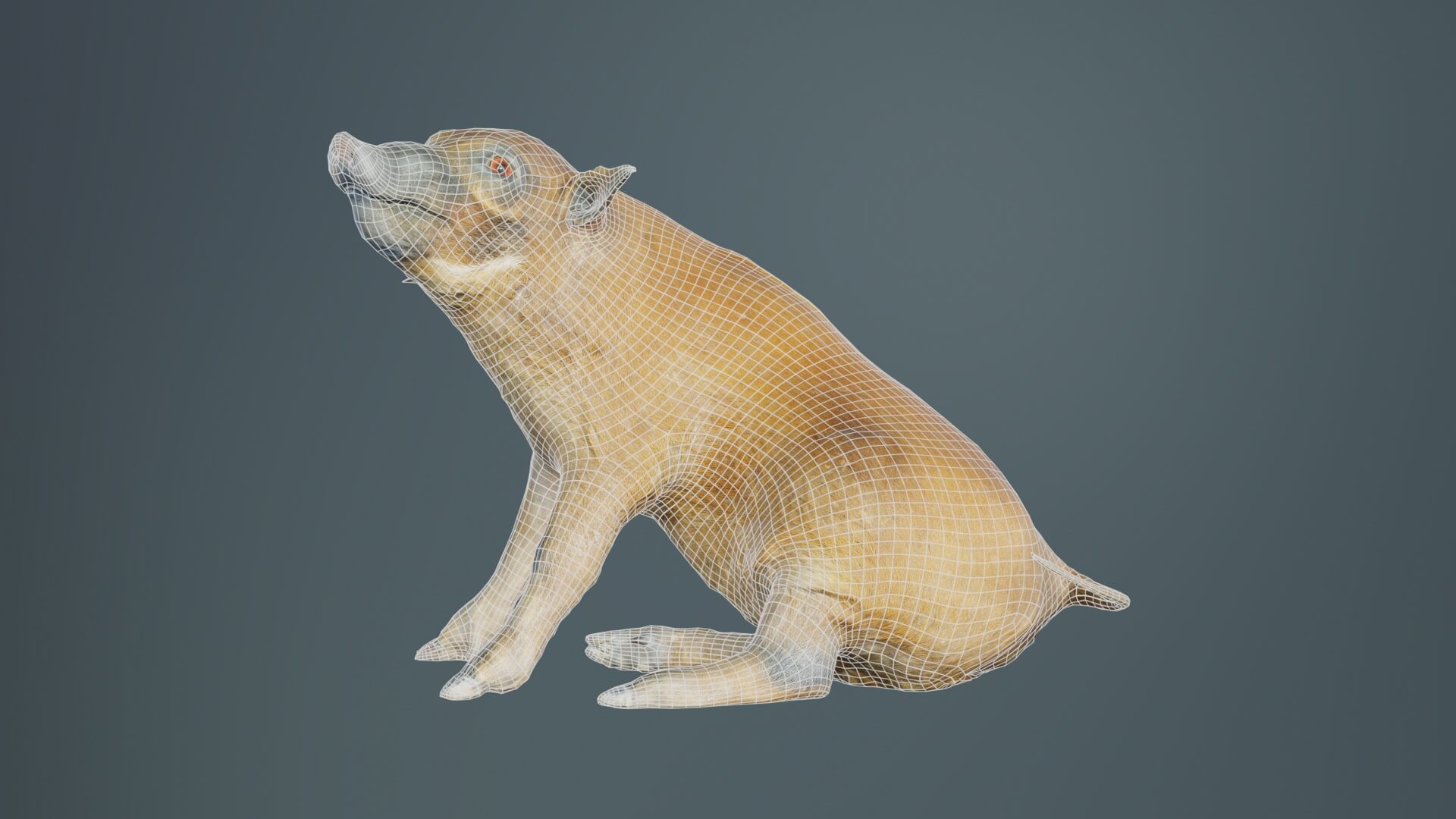 Red River Hog Pig Potamochoerus Porcus - 3D Model by Polygonal Miniatures