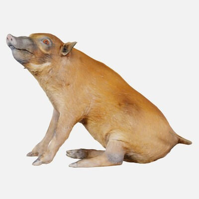 Red River Hog Pig Potamochoerus Porcus - 3D Model by Polygonal Miniatures