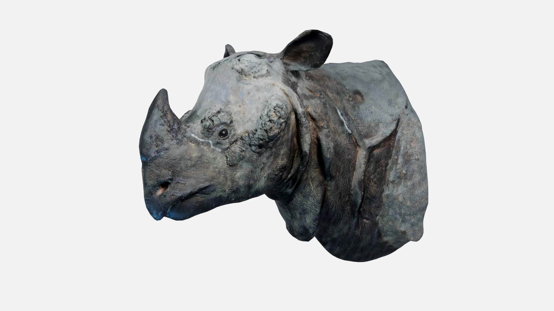 Wall Mount Rhino Head - 3D Model by Polygonal Miniatures