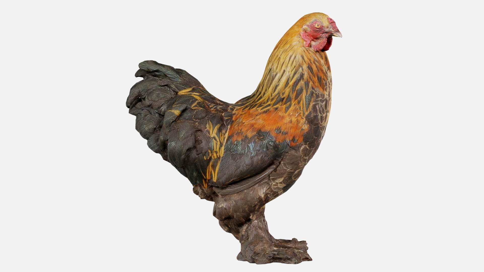 Rooster Gallus Domesticus - 3D Model by Polygonal Miniatures