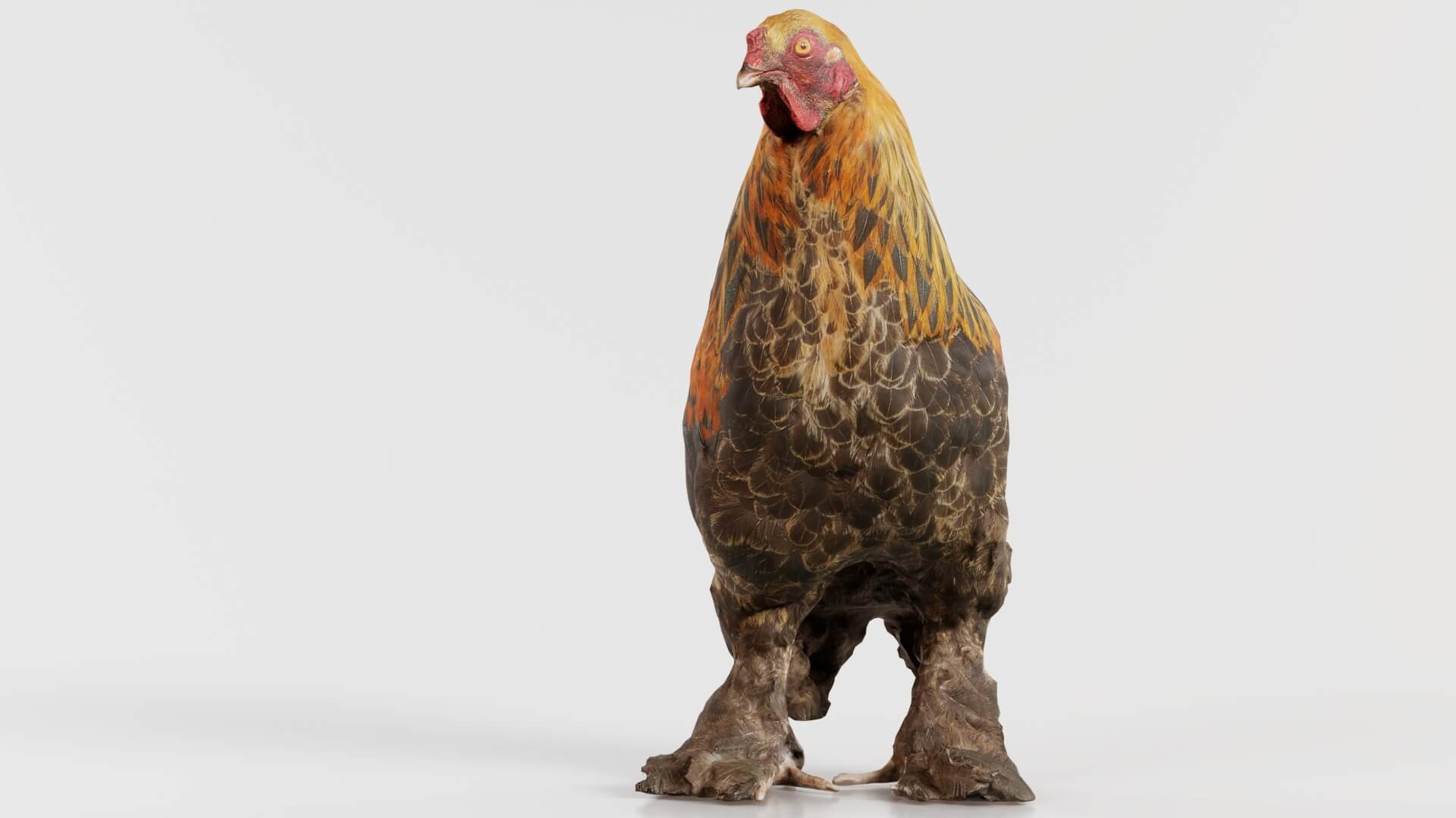 Rooster Gallus Domesticus - 3D Model by Polygonal Miniatures