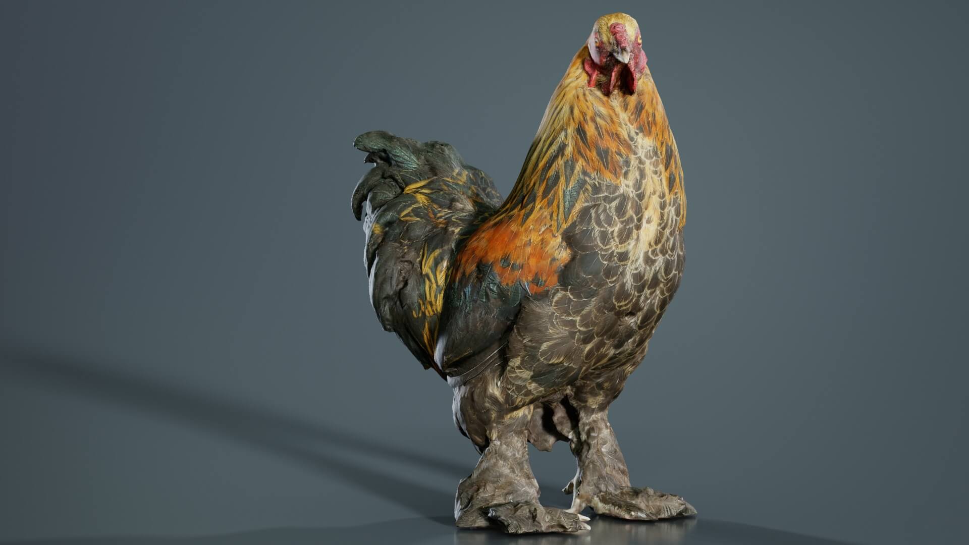 Rooster Gallus Domesticus - 3D Model by Polygonal Miniatures