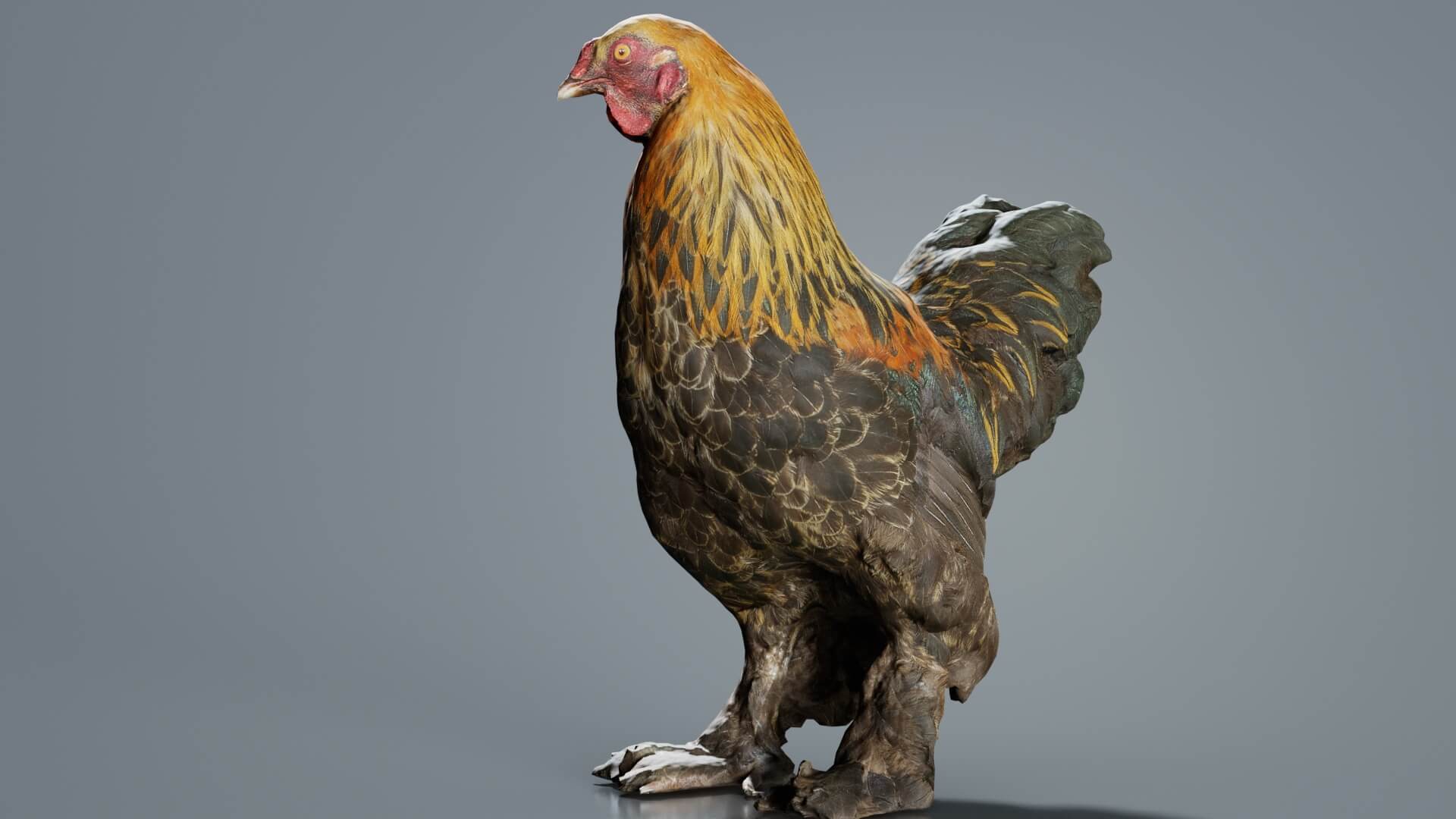 Rooster Gallus Domesticus - 3D Model by Polygonal Miniatures