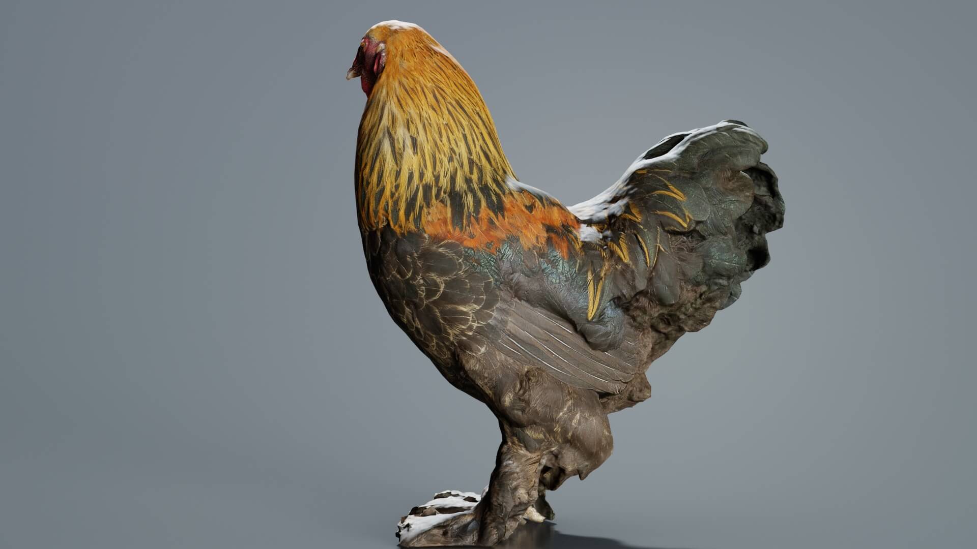 Rooster Gallus Domesticus - 3D Model by Polygonal Miniatures