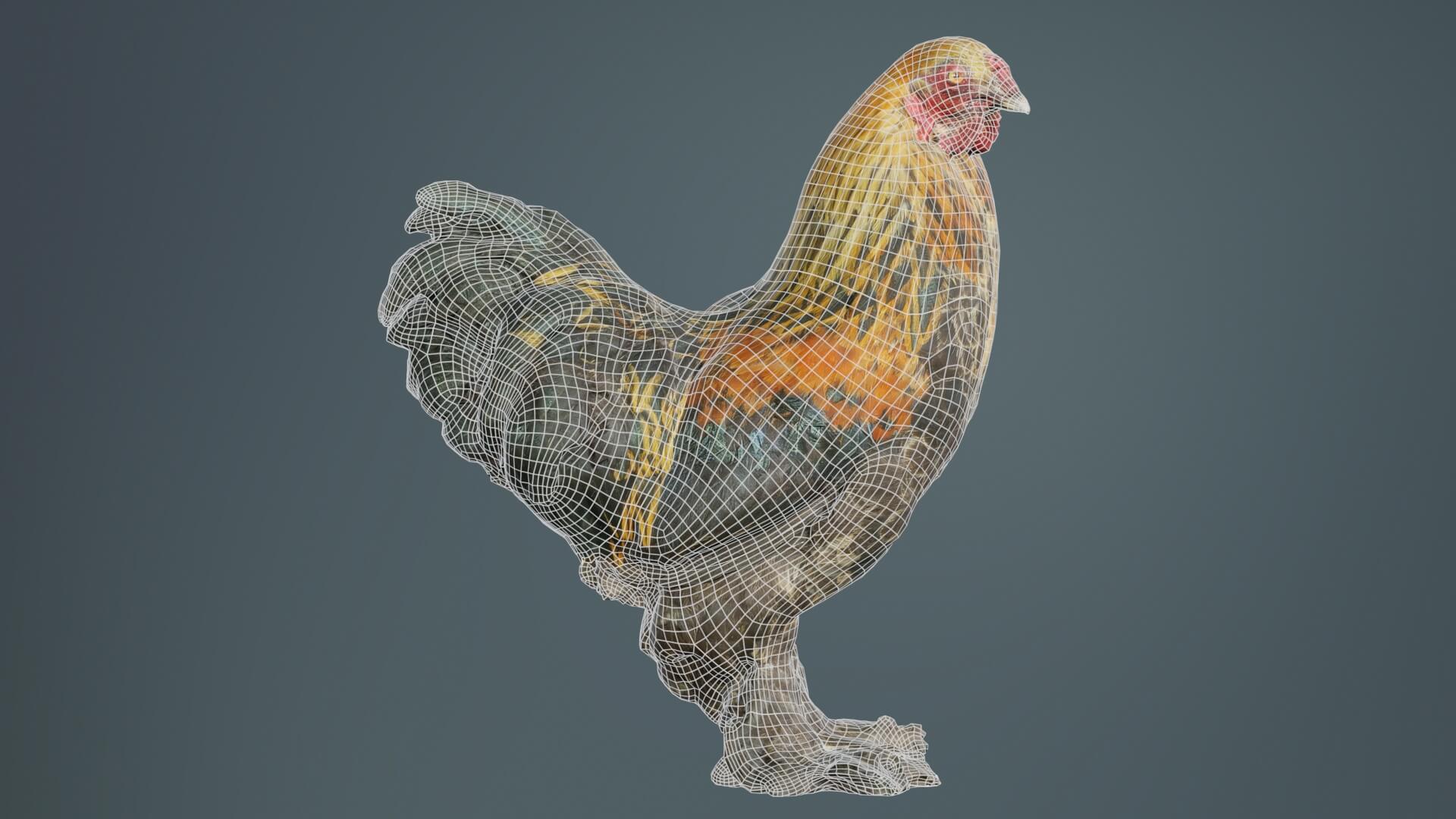 Rooster Gallus Domesticus - 3D Model by Polygonal Miniatures