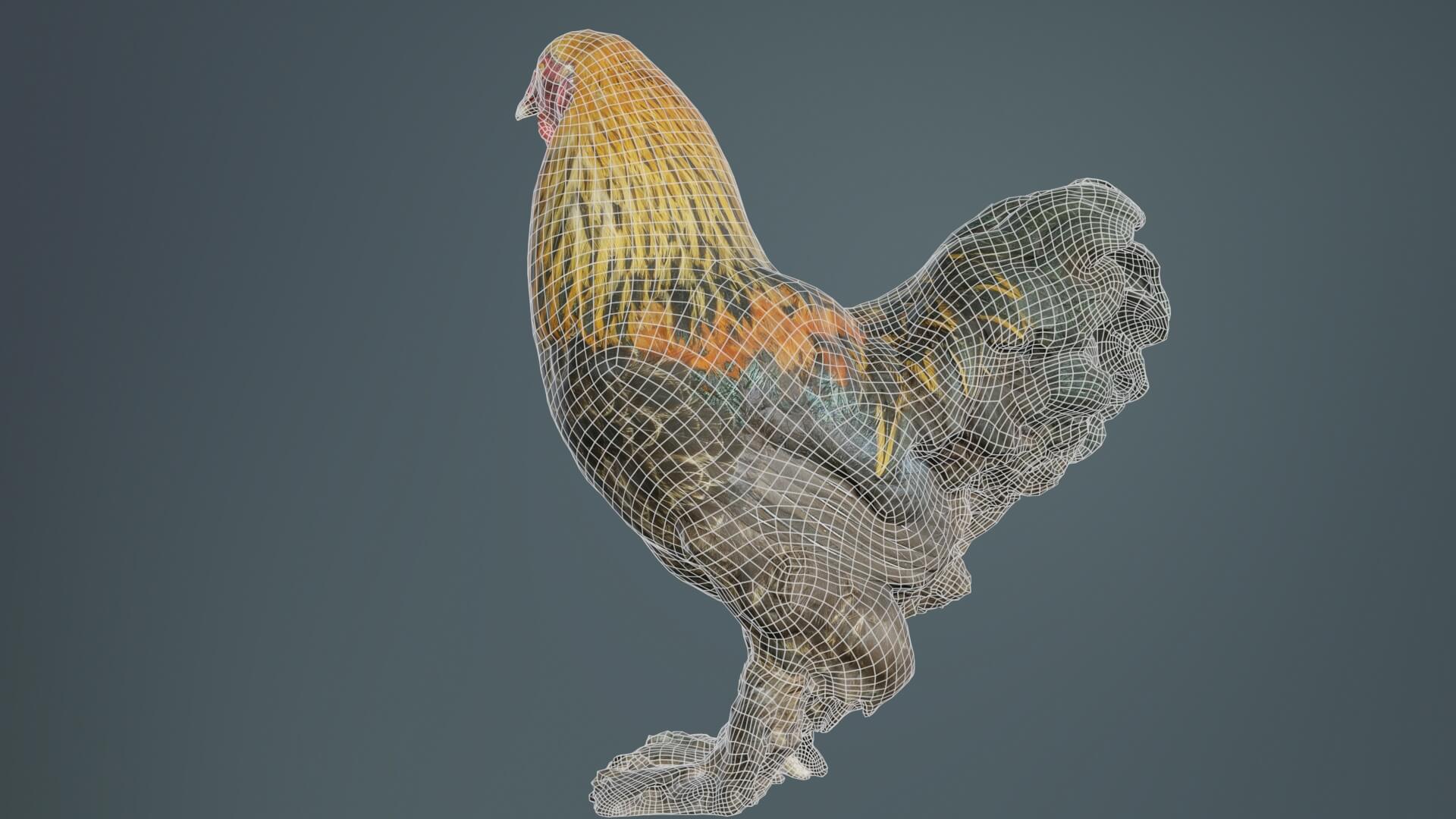 Rooster Gallus Domesticus - 3D Model by Polygonal Miniatures