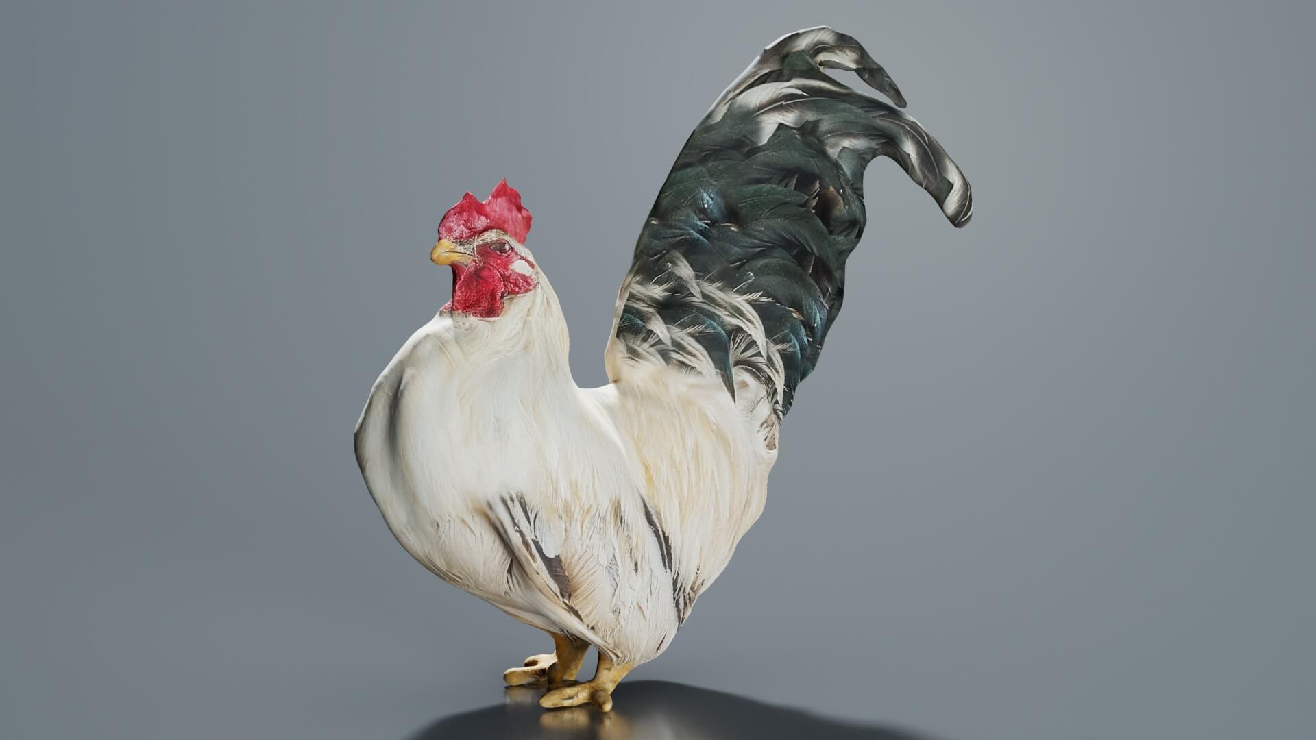 White Rooster - 3D Model by Polygonal Miniatures