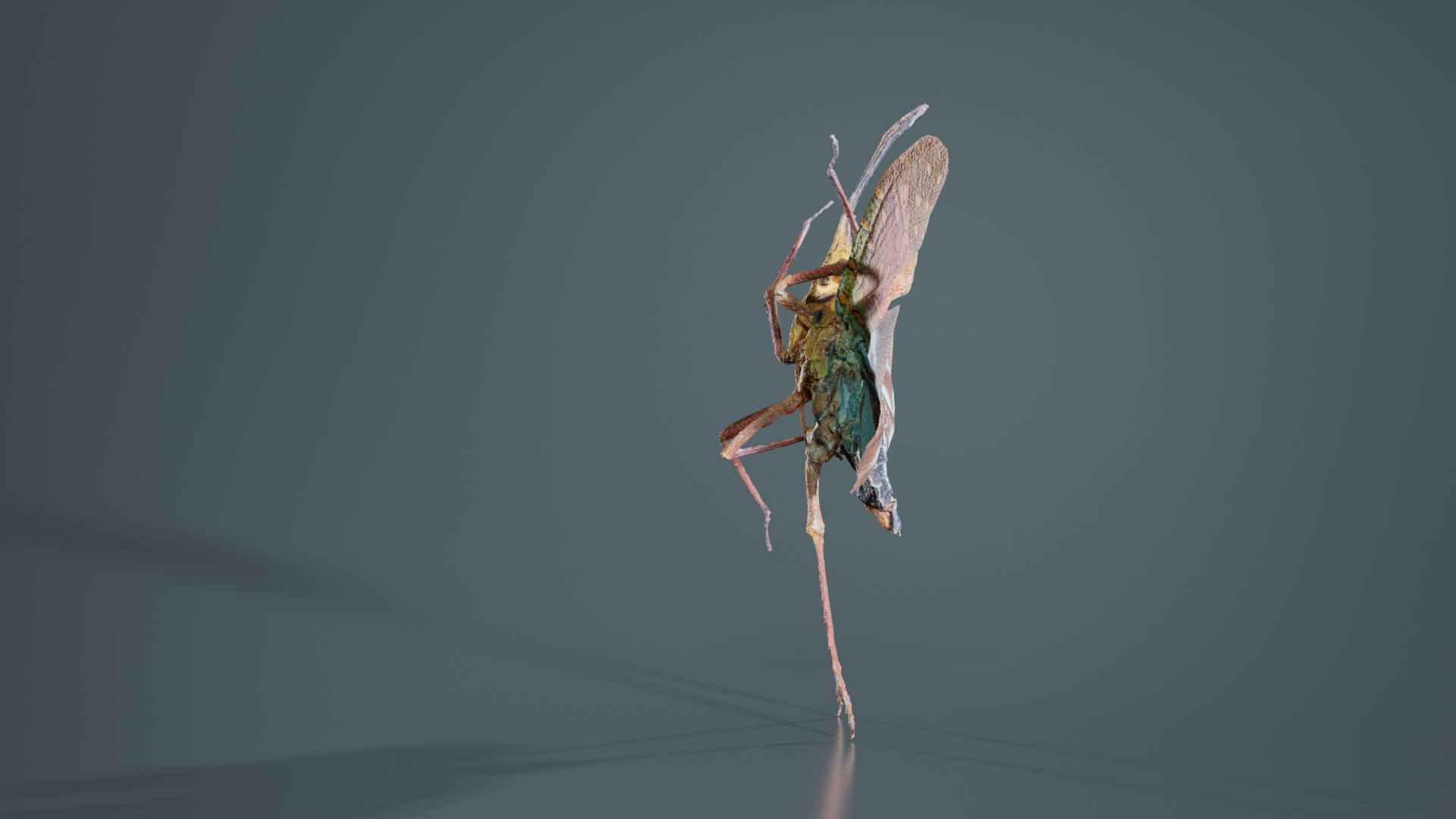 Saiva Gemmata Laos - 3D Model by Polygonal Miniatures