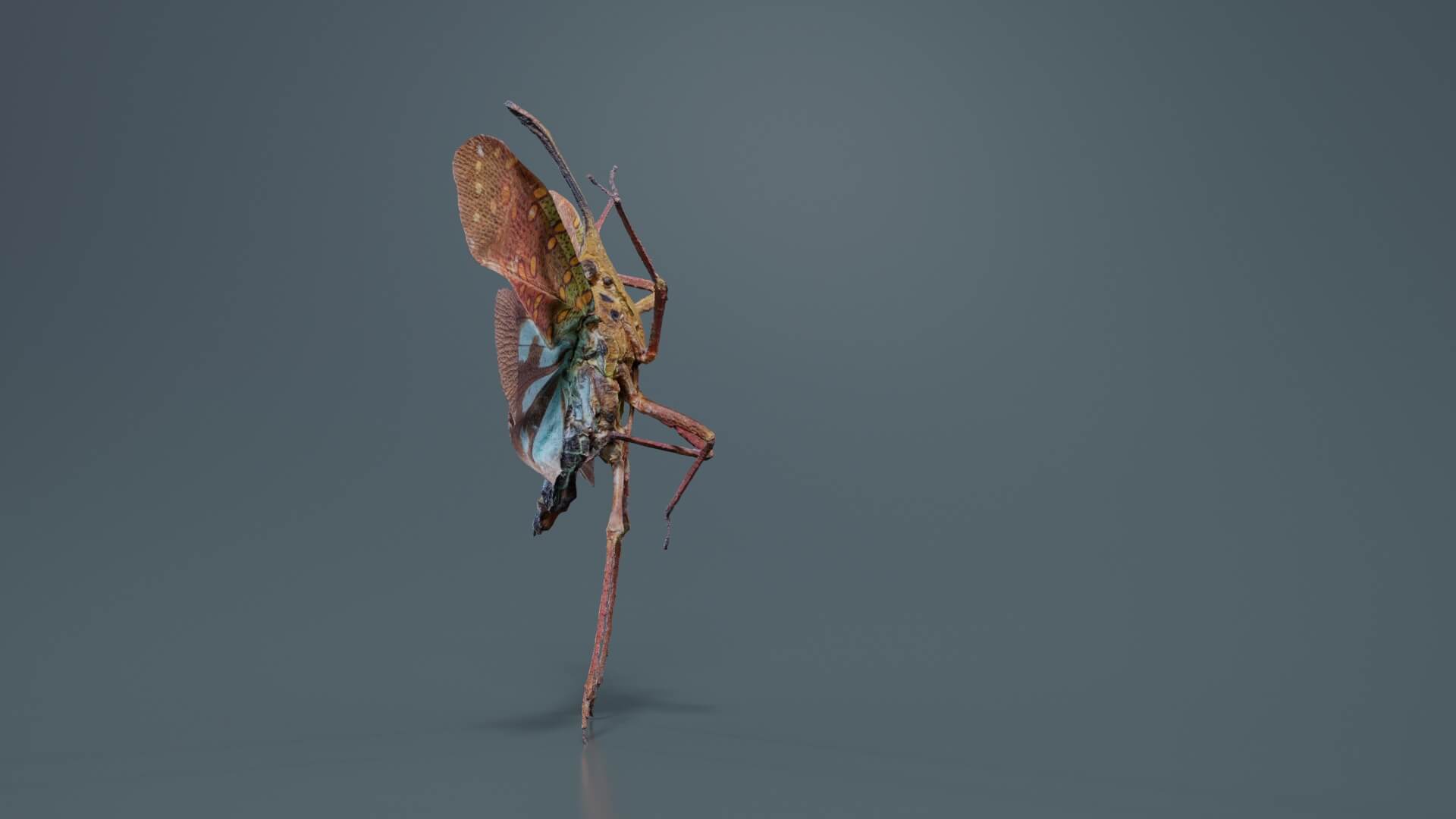 Saiva Gemmata Laos - 3D Model by Polygonal Miniatures