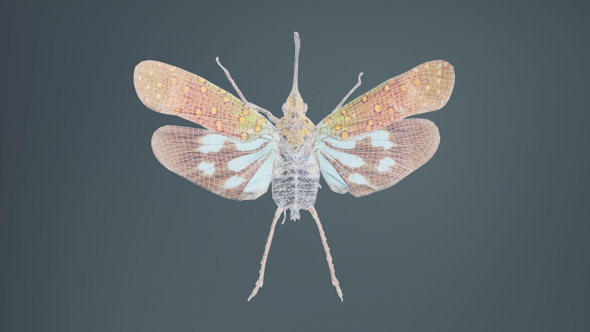 Saiva Gemmata Laos - 3D Model by Polygonal Miniatures