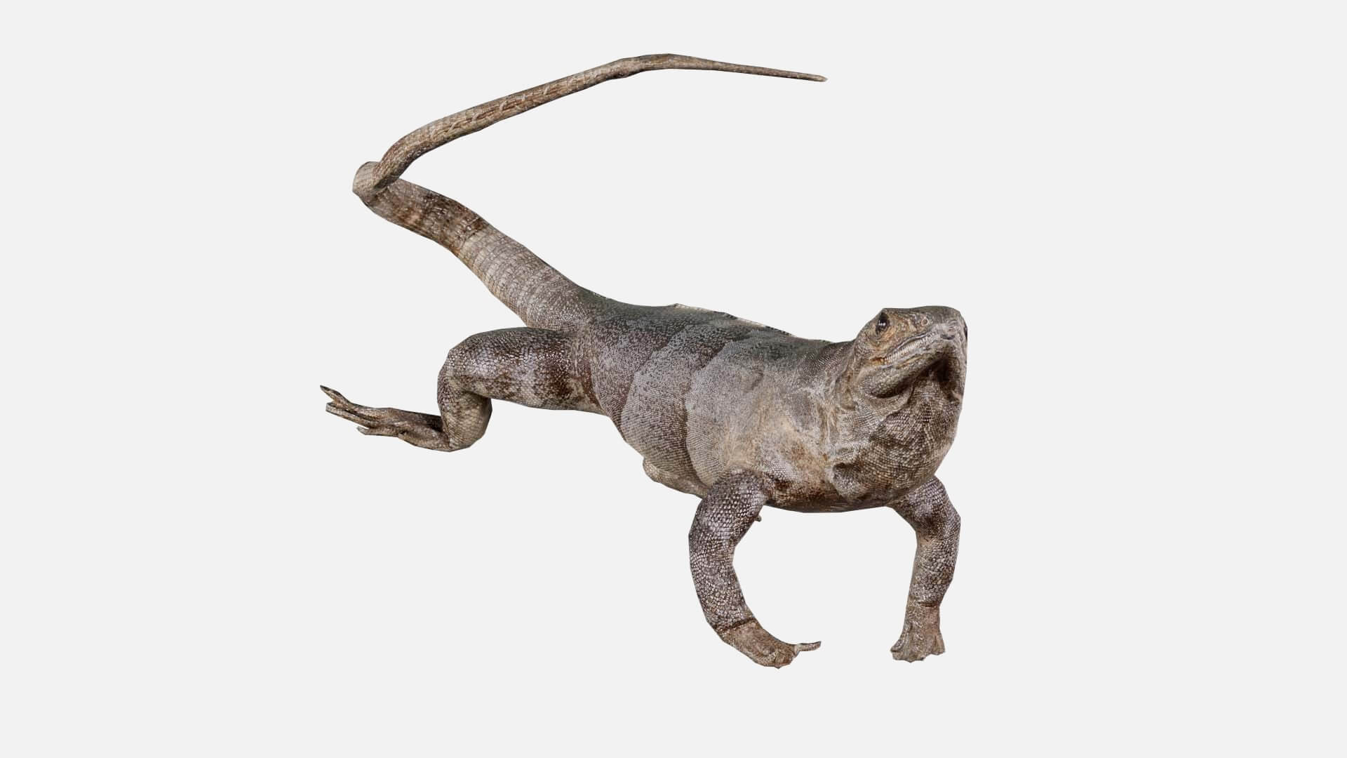 Large Salamander - 3D Model by Polygonal Miniatures