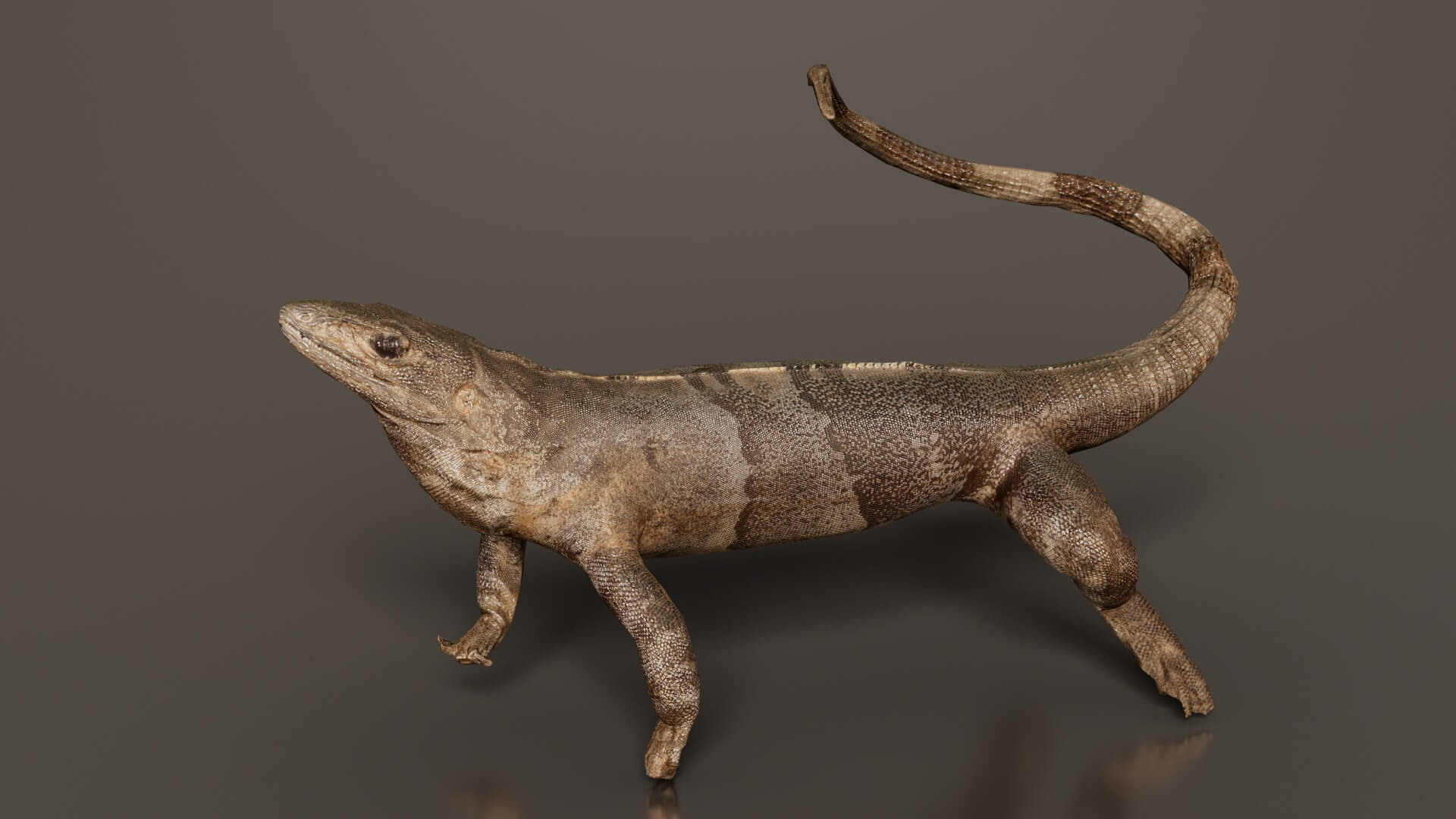 Large Salamander - 3D Model by Polygonal Miniatures