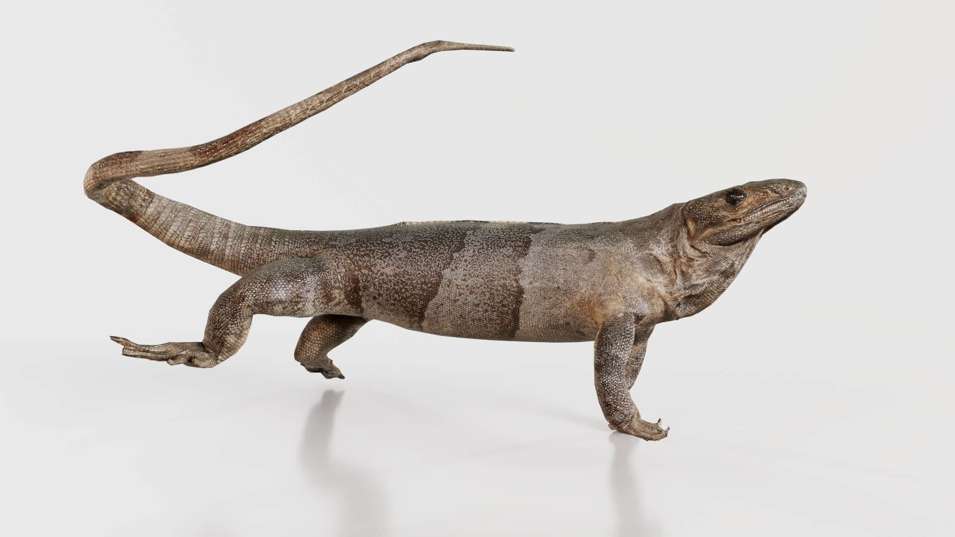 Large Salamander - 3D Model by Polygonal Miniatures