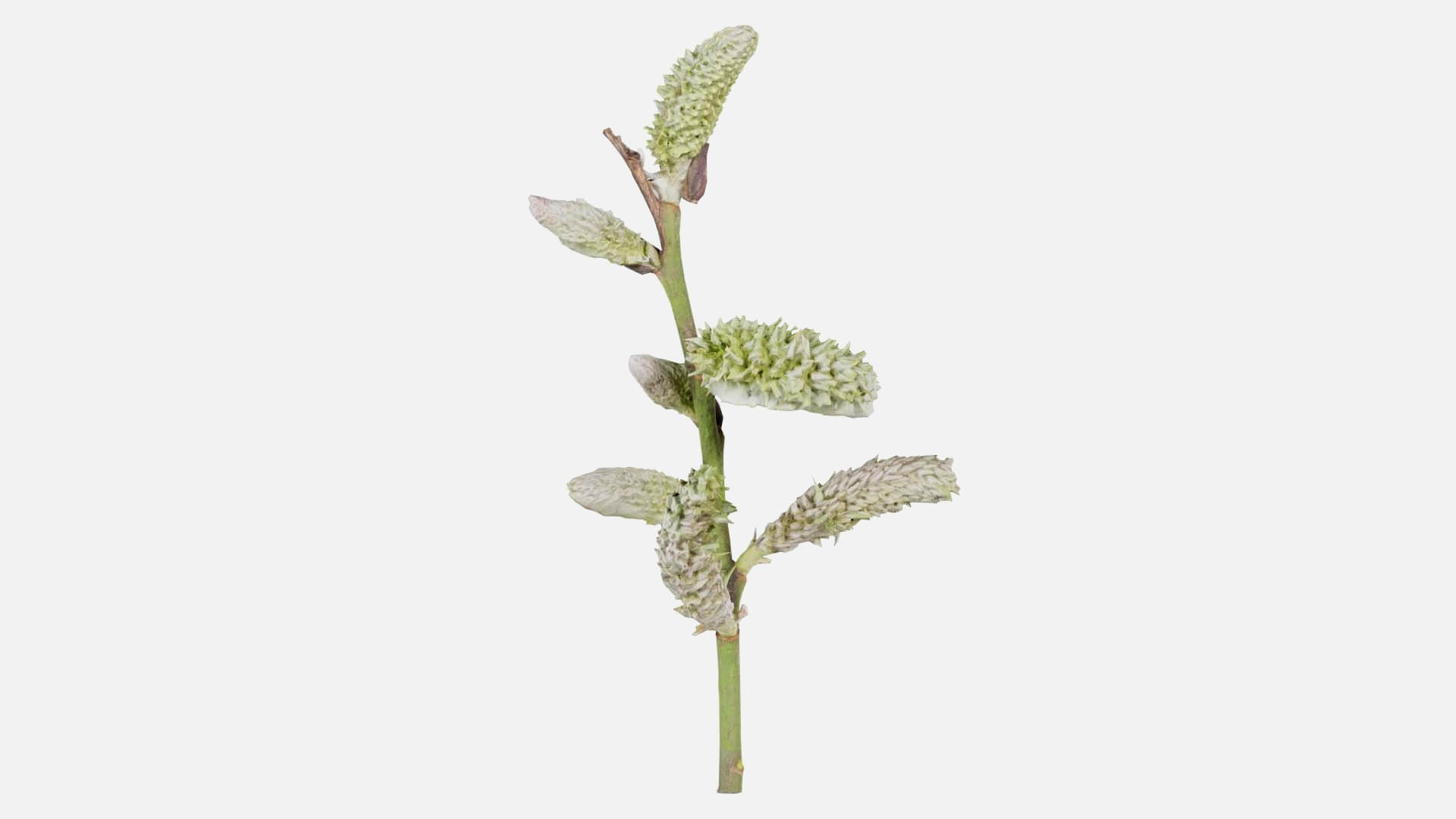 Salix Atrocinerea Brot Grey Willow Salicaceae Sprout - 3D Model by ...