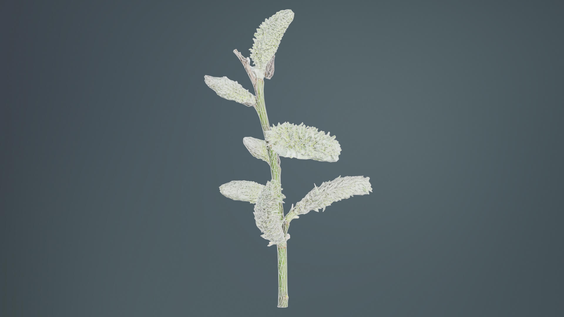Salix Atrocinerea Brot Grey Willow Salicaceae Sprout - 3D Model by Polygonal Miniatures