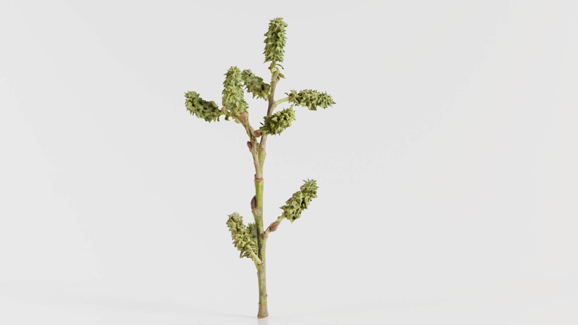Salix Caprea Pussy Willow Salicaceae Sprout - 3D Model by Polygonal ...