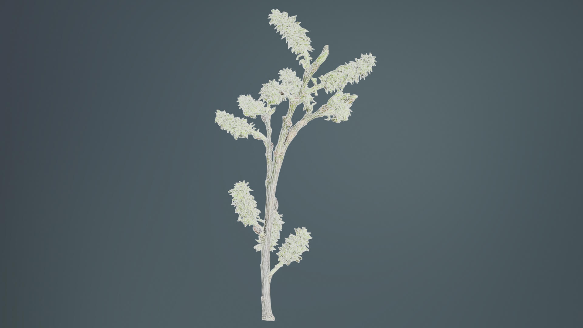 Salix Caprea Pussy Willow Salicaceae Sprout - 3D Model by Polygonal ...