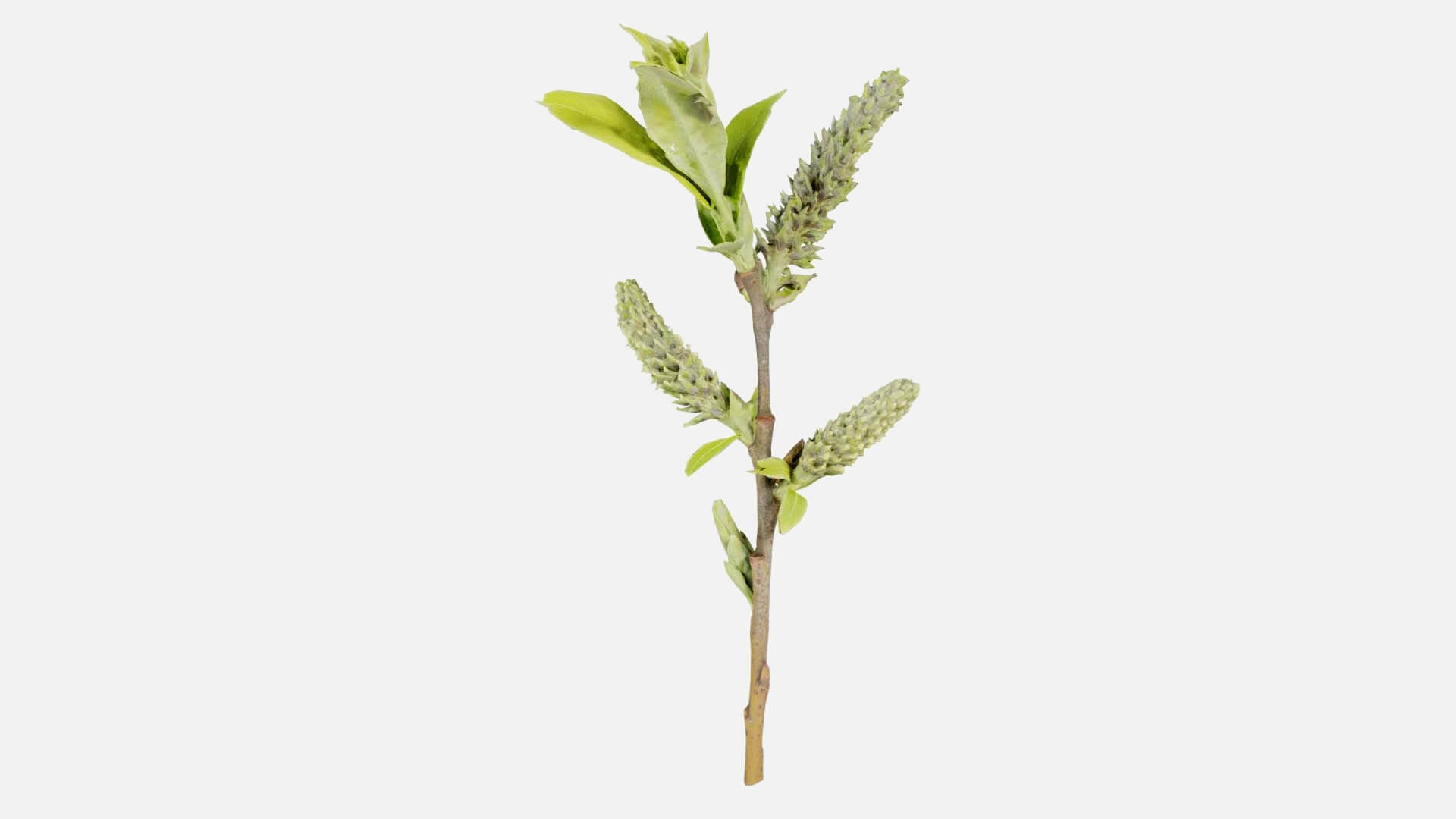 Salix Hastata Halberd Willow Salicaceae Sprout - 3D Model by Polygonal ...