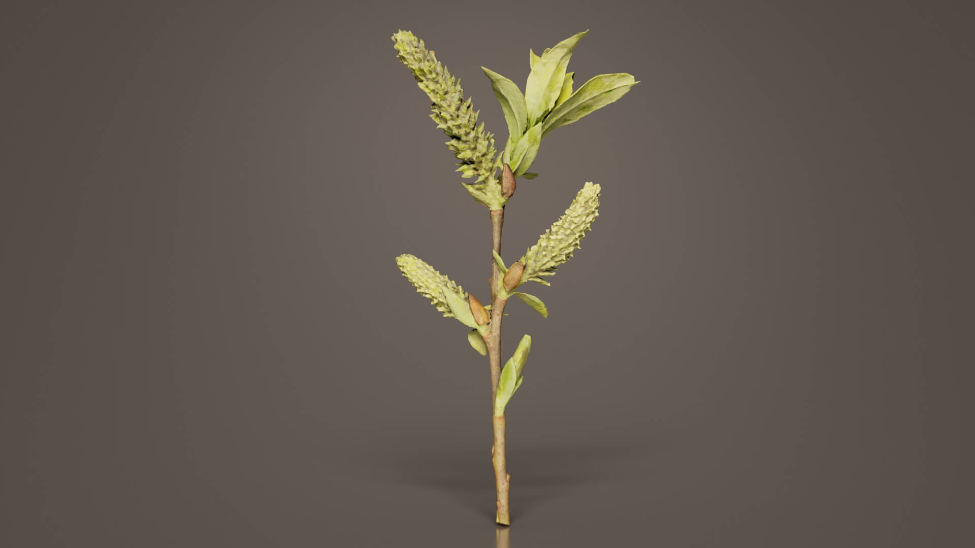 Salix Hastata Halberd Willow Salicaceae Sprout - 3D Model by Polygonal ...