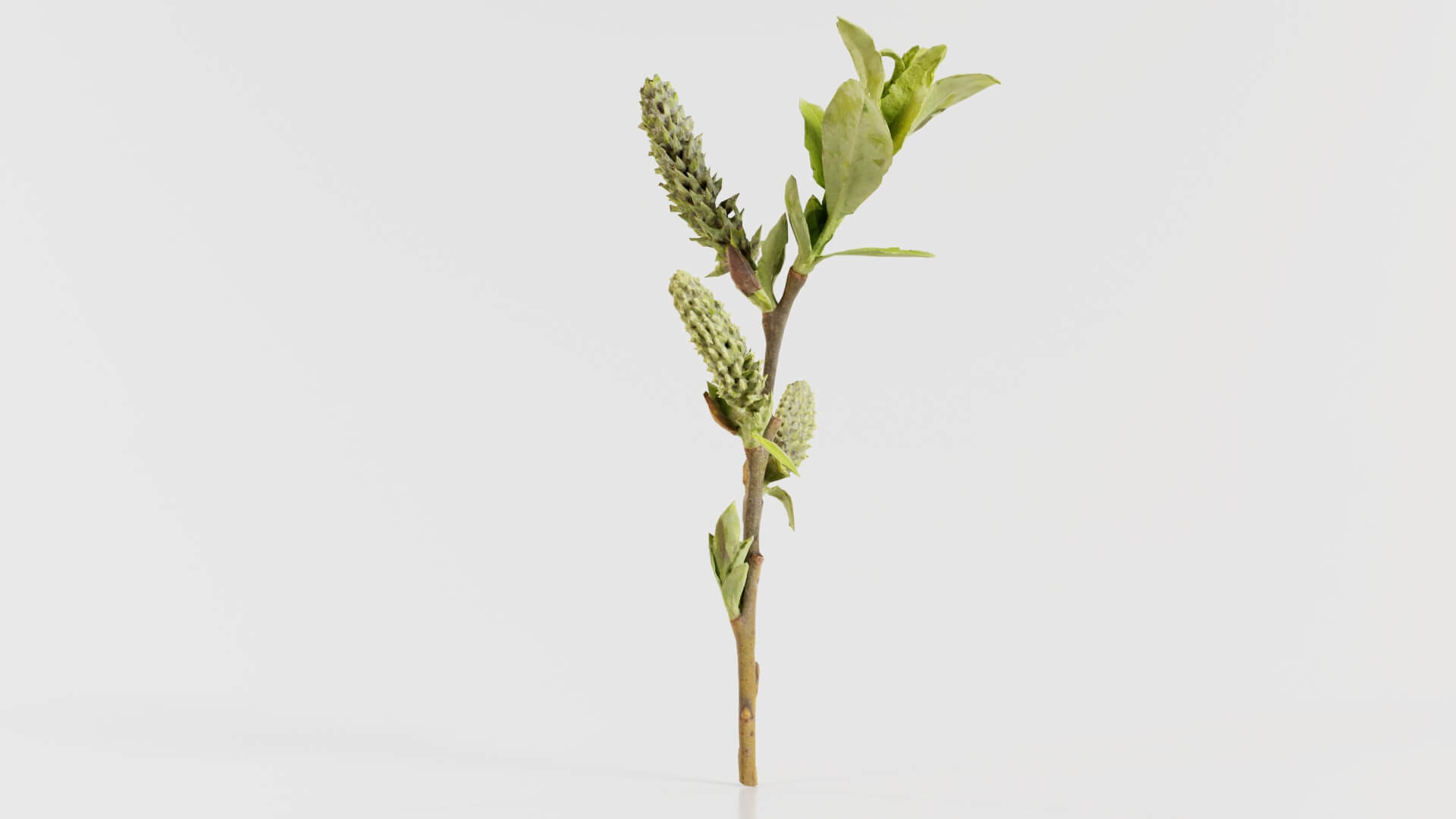 Salix Hastata Halberd Willow Salicaceae Sprout - 3D Model by Polygonal ...