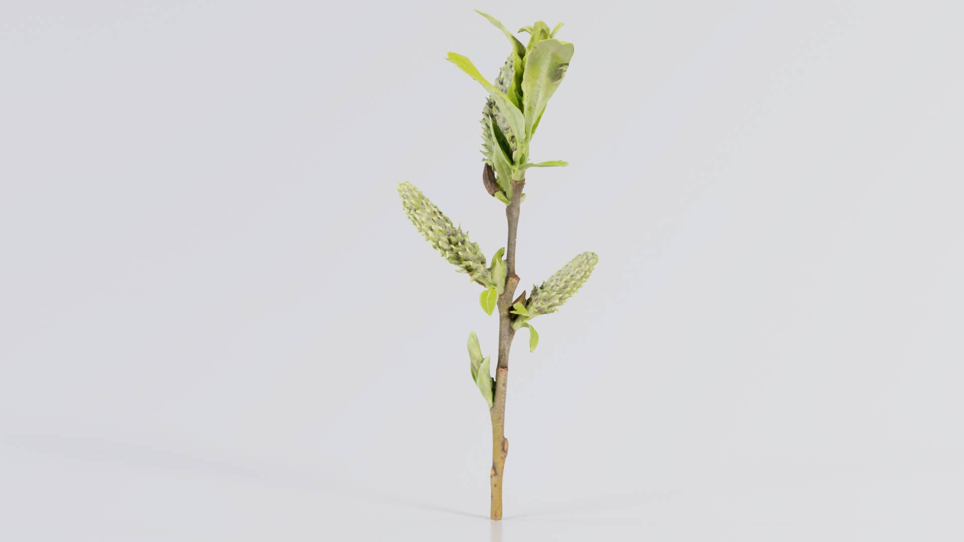 Salix Hastata Halberd Willow Salicaceae Sprout - 3D Model by Polygonal ...
