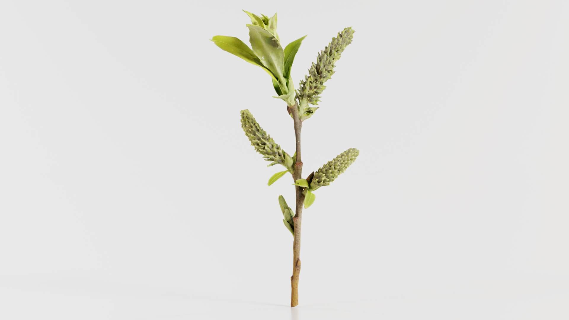 Salix Hastata Halberd Willow Salicaceae Sprout - 3D Model by Polygonal ...
