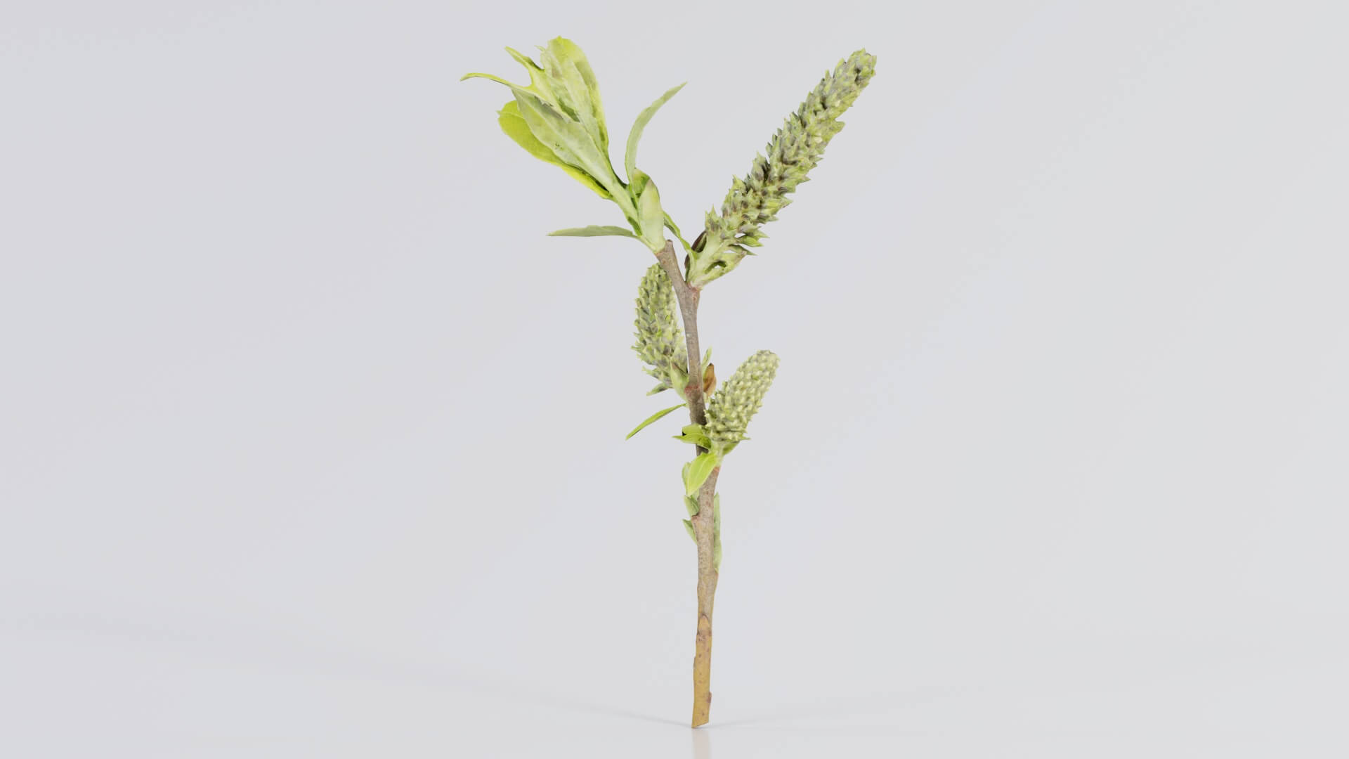 Salix Hastata Halberd Willow Salicaceae Sprout - 3D Model by Polygonal ...