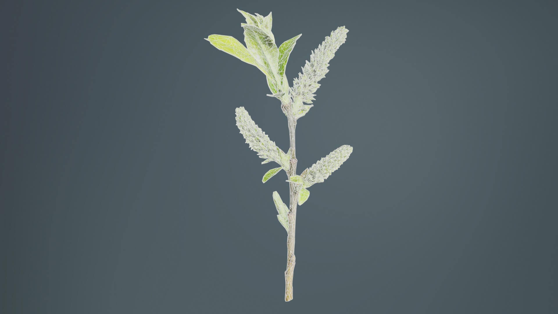 Salix Hastata Halberd Willow Salicaceae Sprout - 3D Model by Polygonal ...
