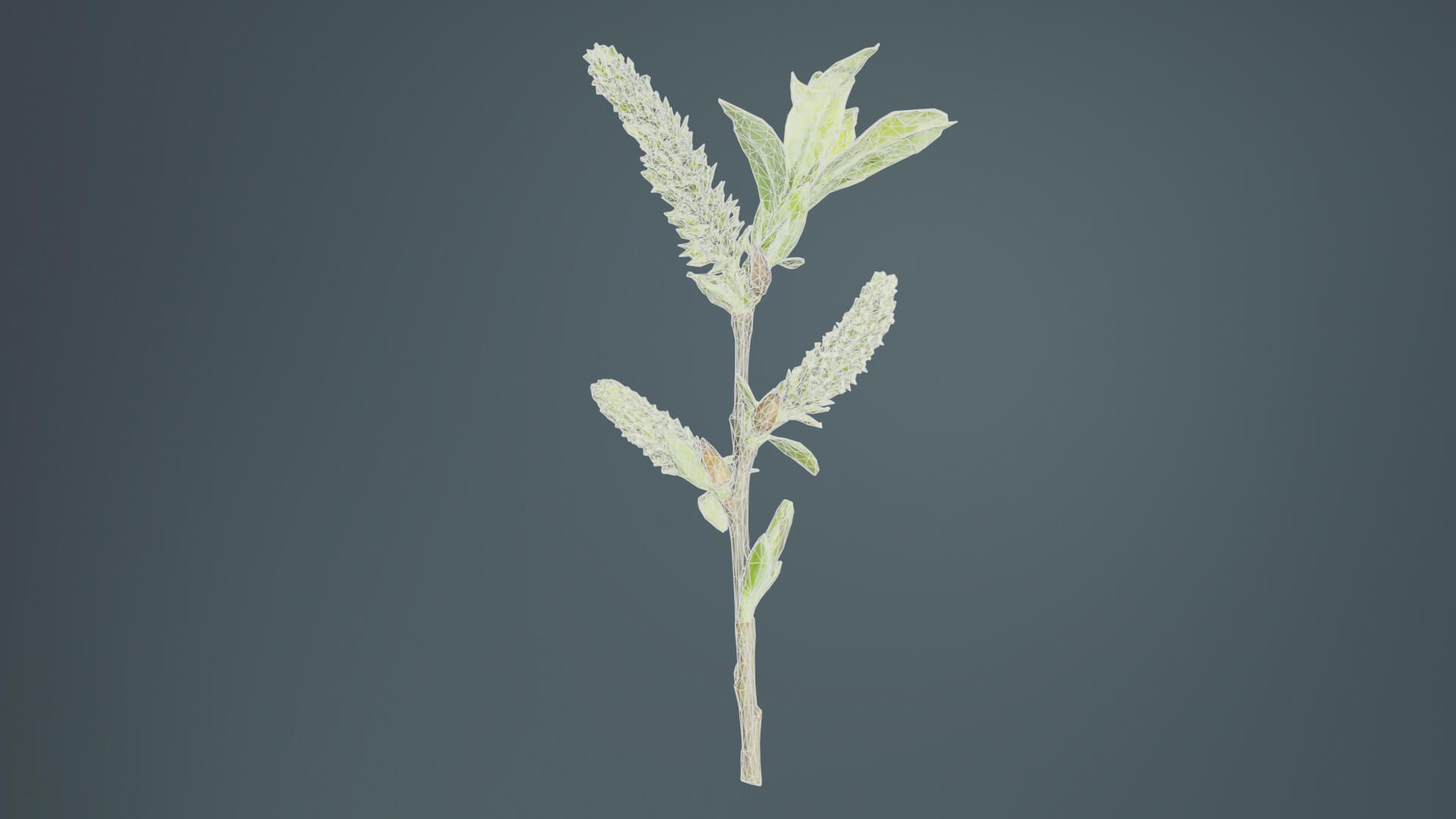 Salix Hastata Halberd Willow Salicaceae Sprout - 3D Model by Polygonal ...