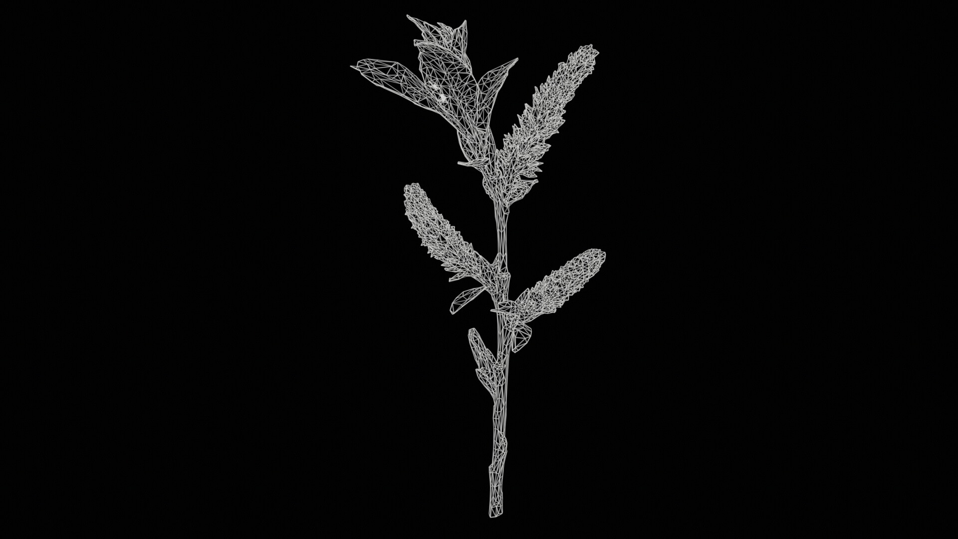 Salix Hastata Halberd Willow Salicaceae Sprout - 3D Model by Polygonal ...