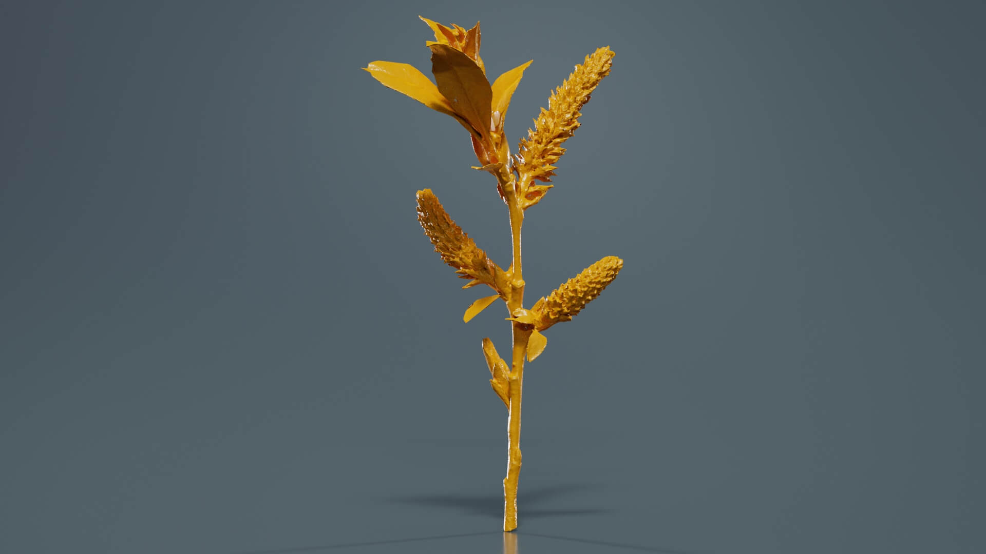 Salix Hastata Halberd Willow Salicaceae Sprout - 3D Model by Polygonal ...