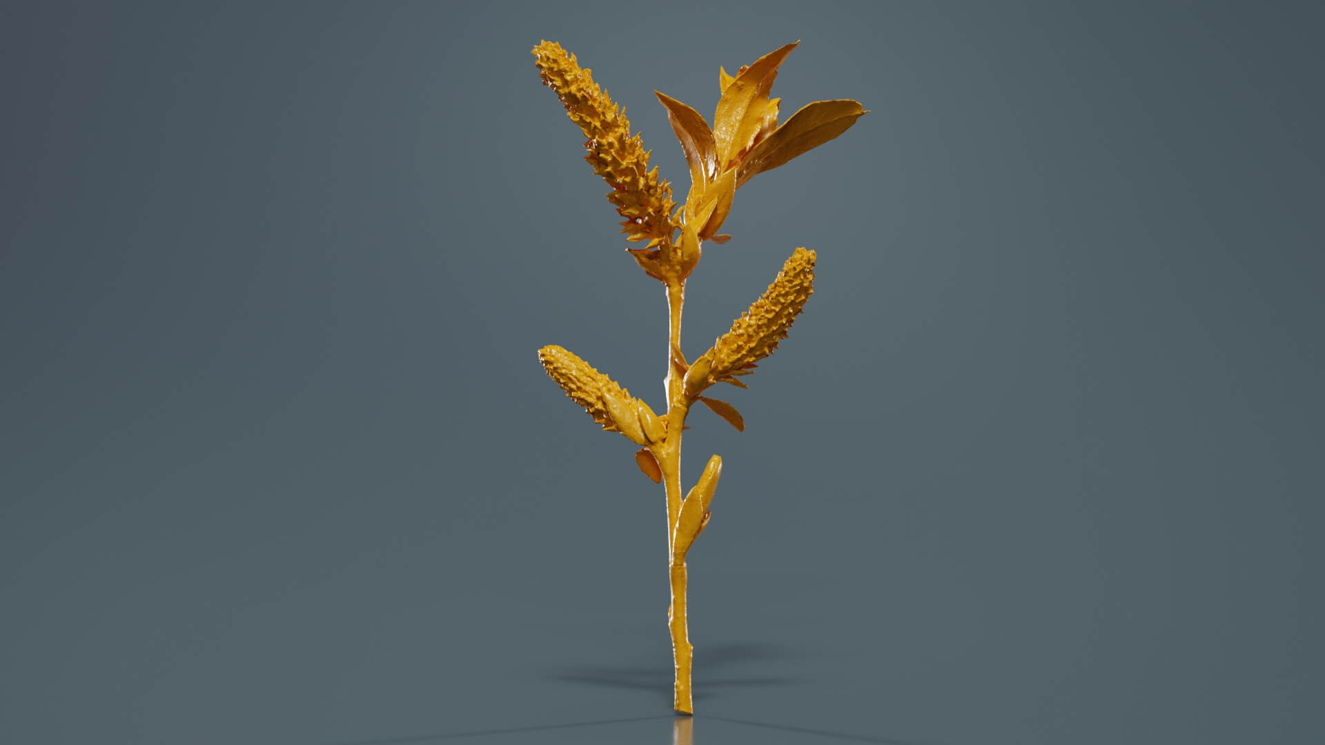 Salix Hastata Halberd Willow Salicaceae Sprout - 3D Model by Polygonal ...