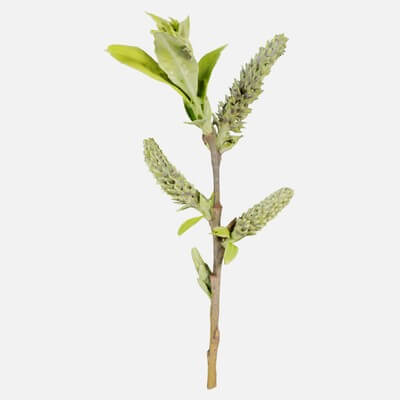 Salix Hastata Halberd Willow Salicaceae Sprout - 3D Model by Polygonal ...