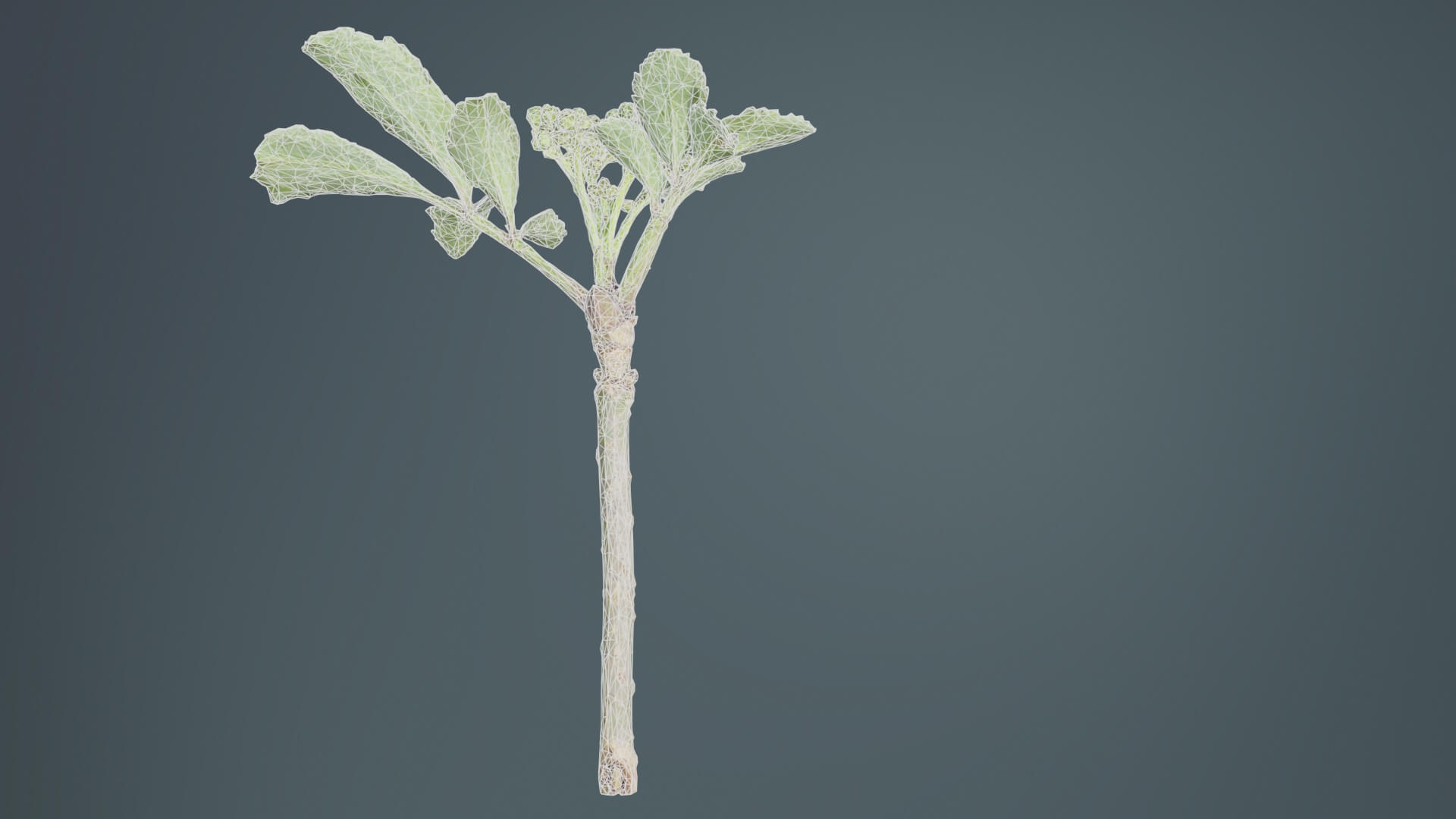 Sambucus Racemosa Red Elderberry Viburnaceae Sprout 1 - 3D Model by ...