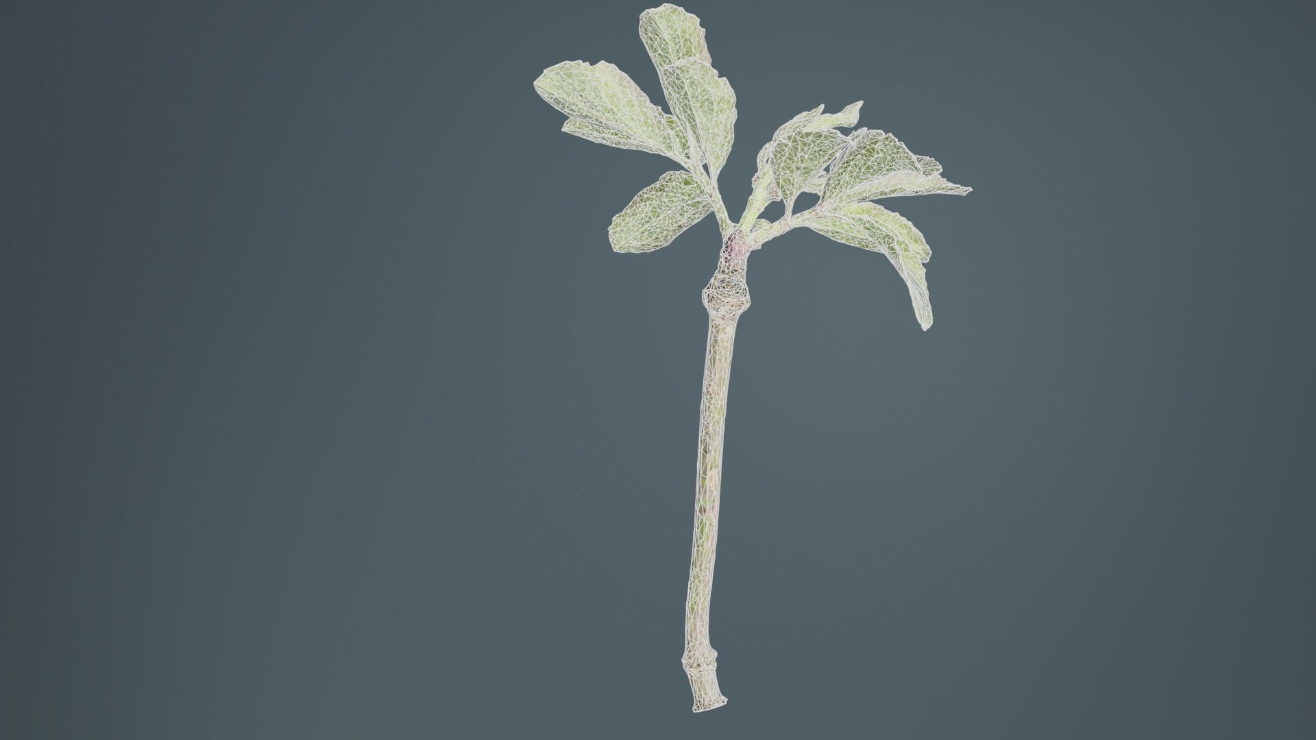 Sambucus Racemosa Red Elderberry Viburnaceae Sprout 2 - 3D Model by ...